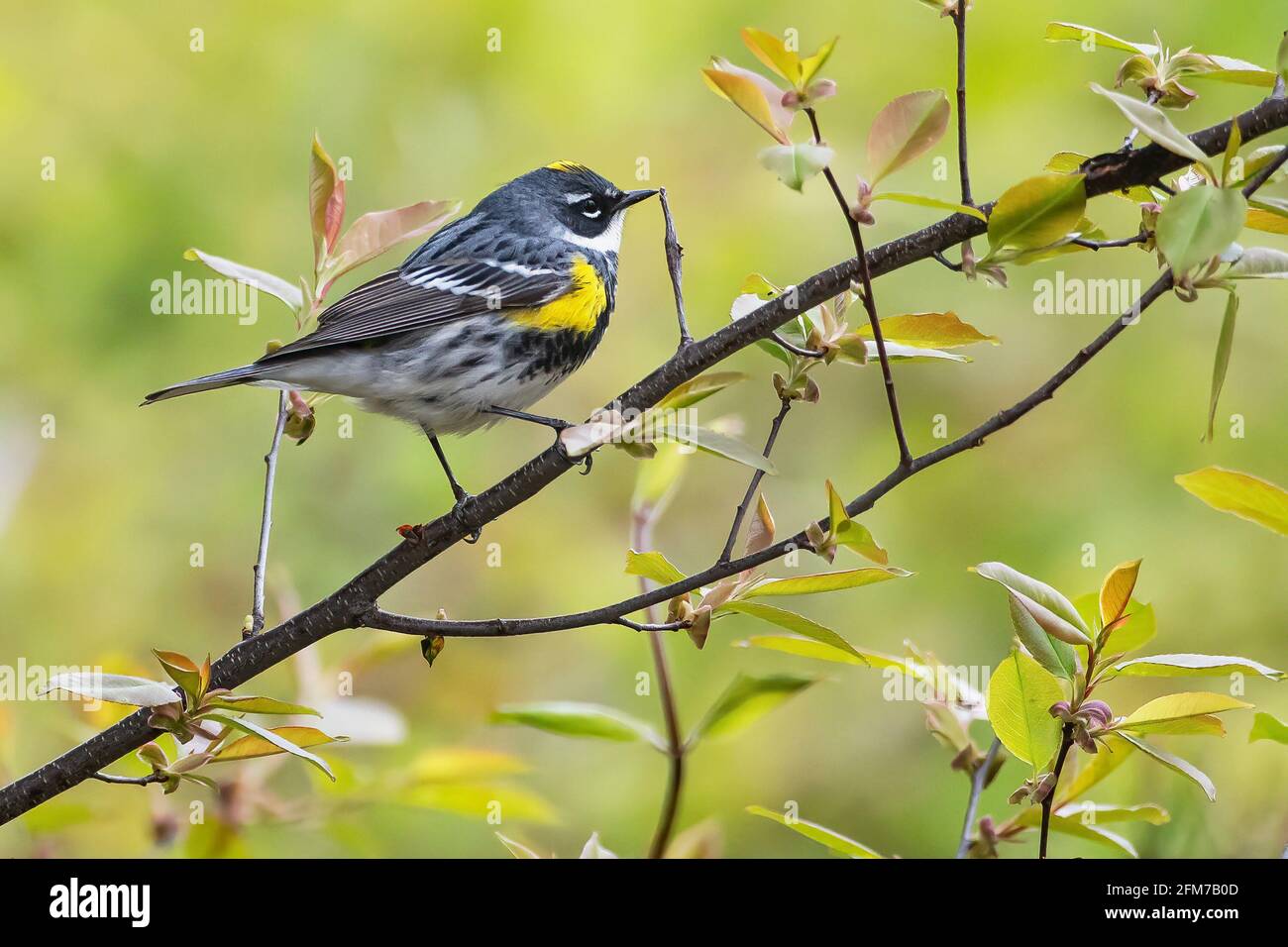 Yellow warbler male hi-res stock photography and images - Alamy
