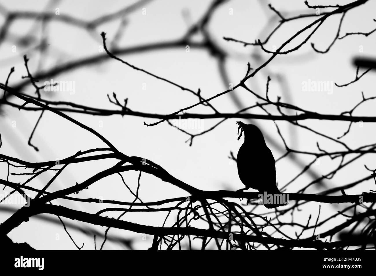 Black And White Tree With Birds