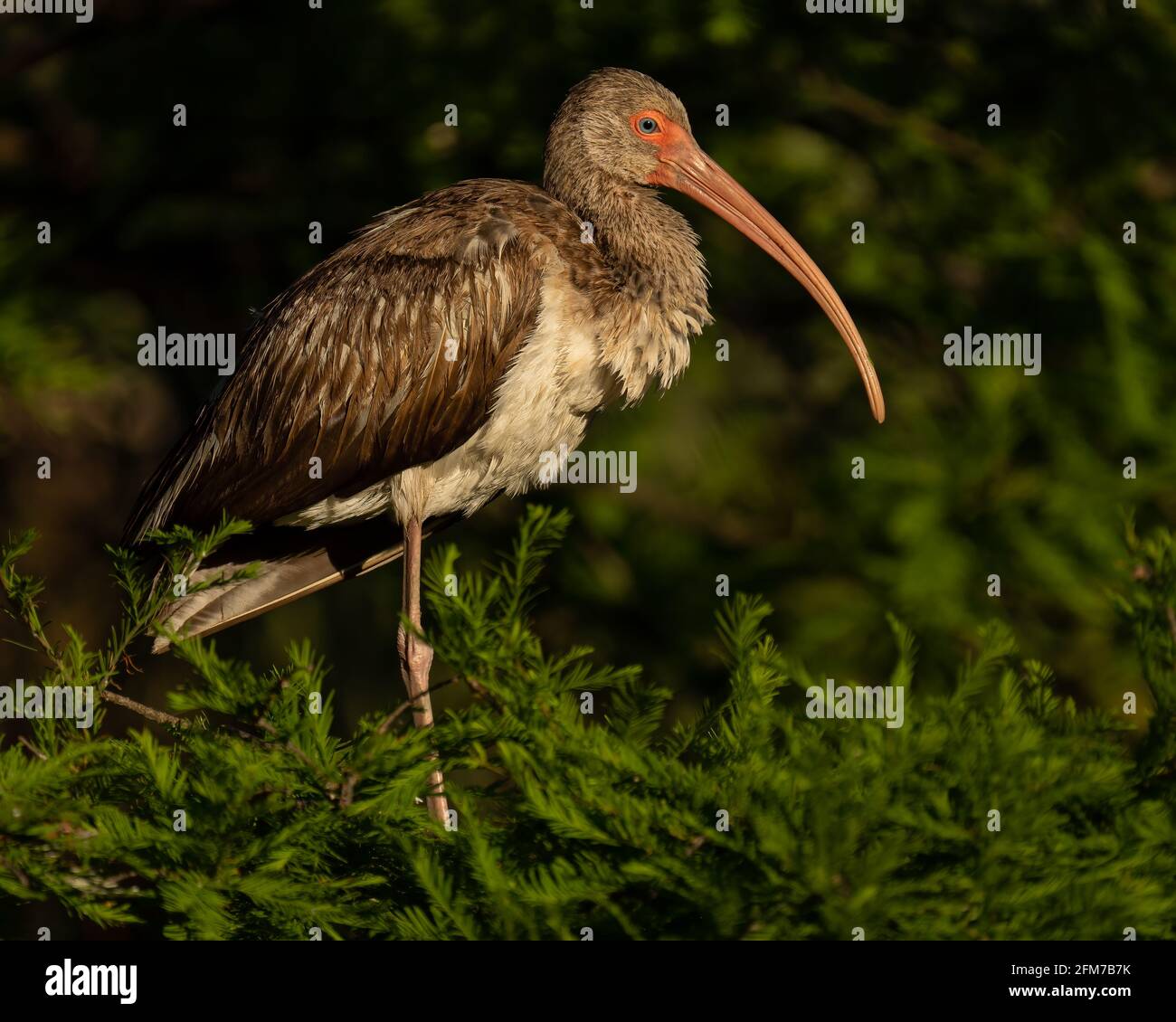 Juvenile ibis hi-res stock photography and images - Alamy