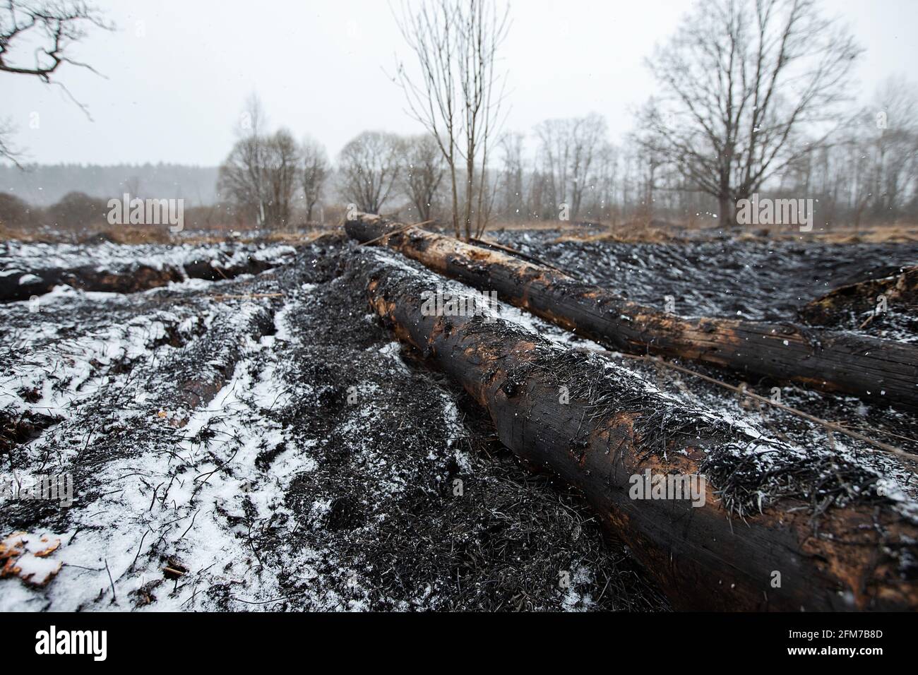 white ash after a forest fire lies on the charred black ground in a ...