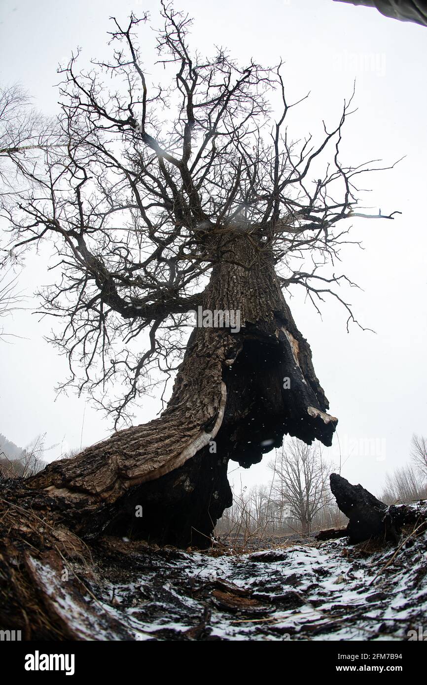 burned to the ground the trunk of a tree that continues to grow, the ...