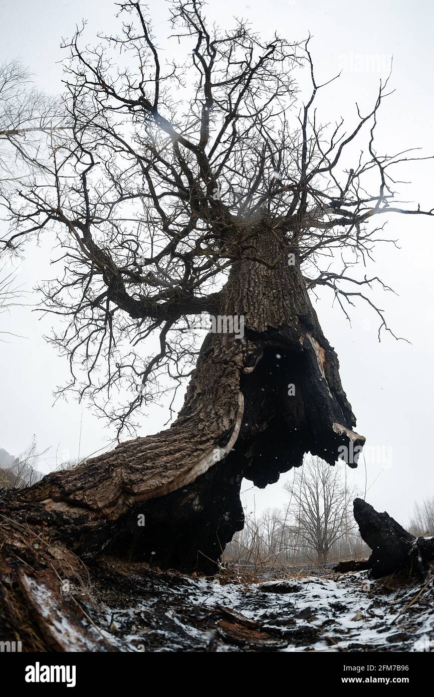 burned to the ground the trunk of a tree that continues to grow, the ...