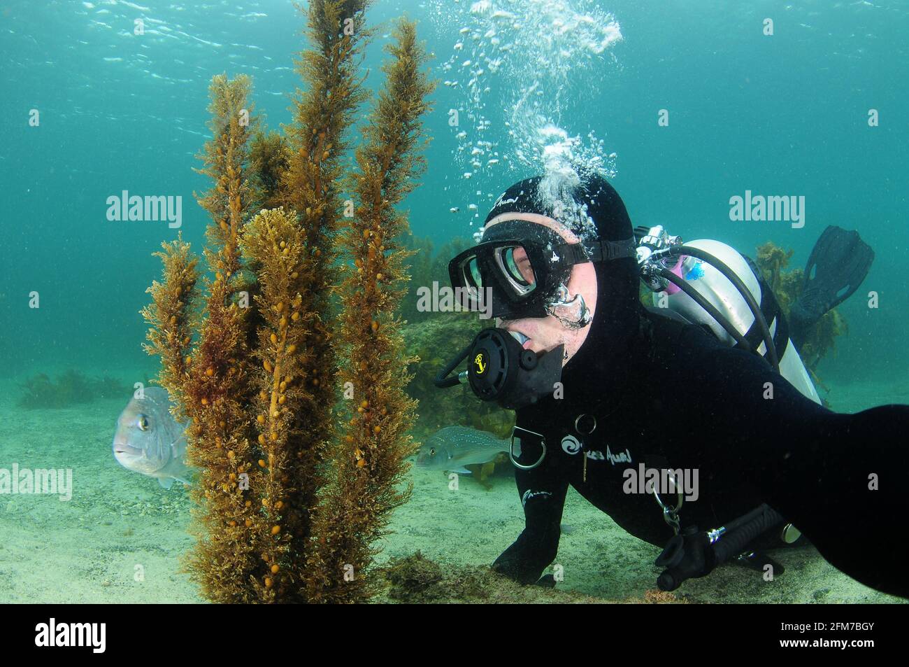 Sea weed mask hi-res stock photography and images - Alamy