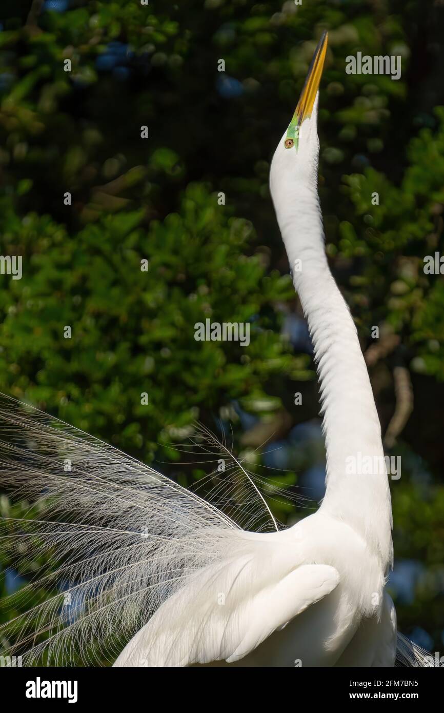 Bird egg display hi-res stock photography and images - Alamy