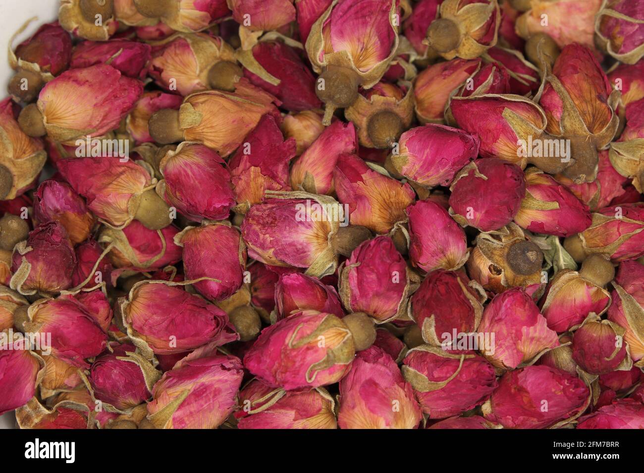 Rosesbud hi-res stock photography and images - Alamy