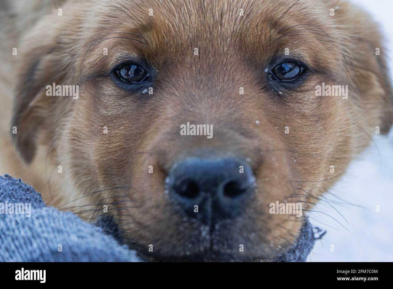 Stray dog portrait hi-res stock photography and images - Alamy