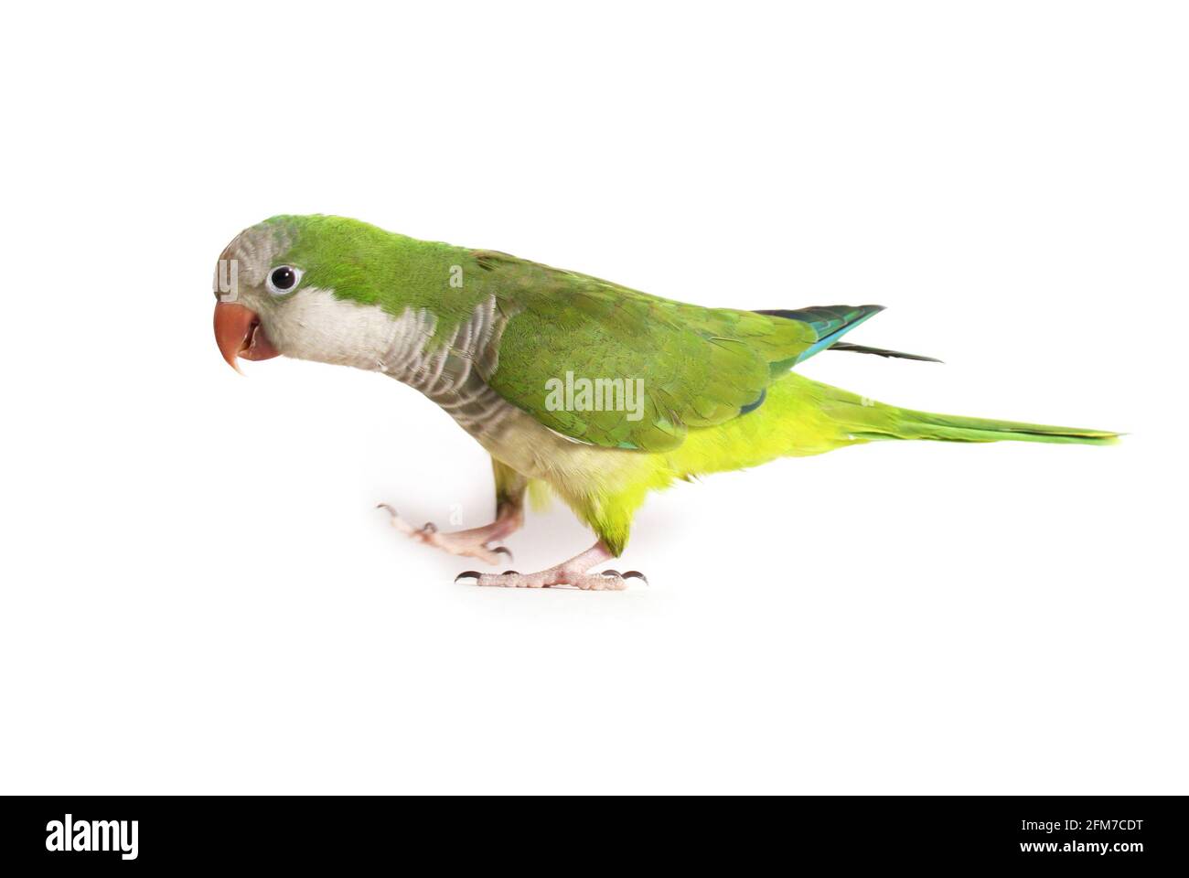 Quaker Parrot Isolated on White Background Stock Photo - Alamy