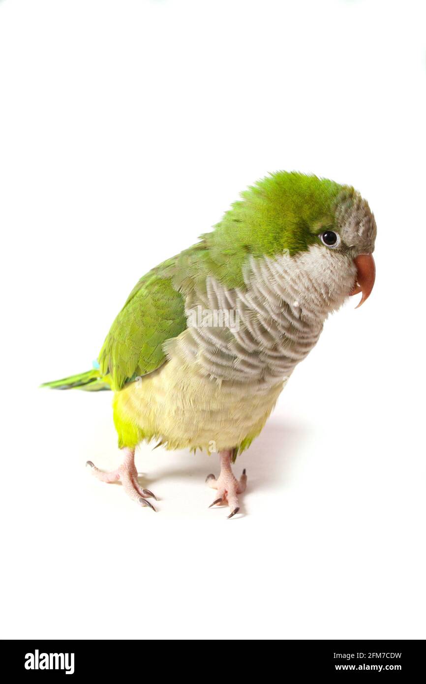 Quaker Parrot Isolated on White Background Stock Photo - Alamy