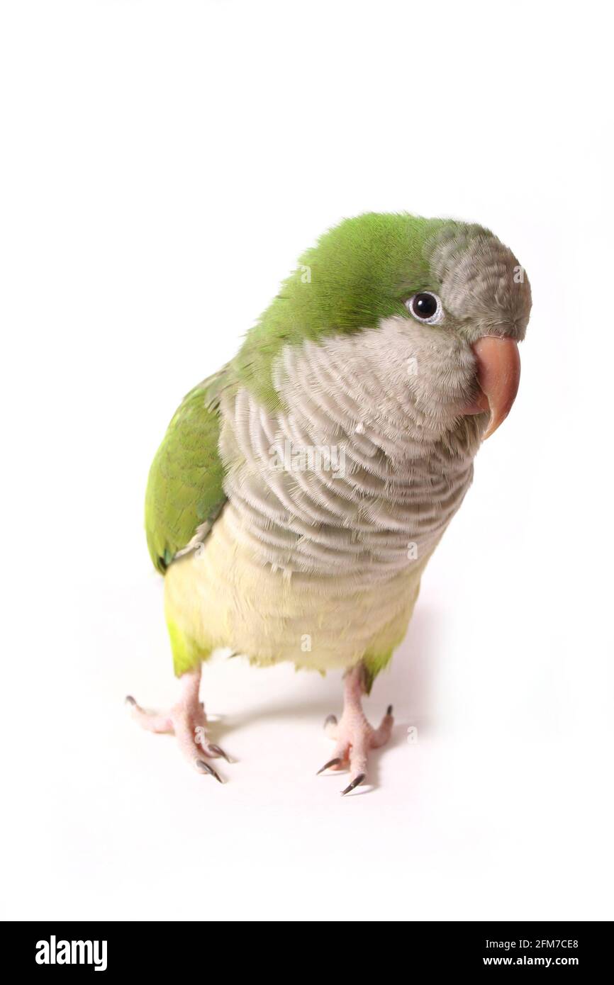Quaker Parrot Isolated on White Background Stock Photo - Alamy