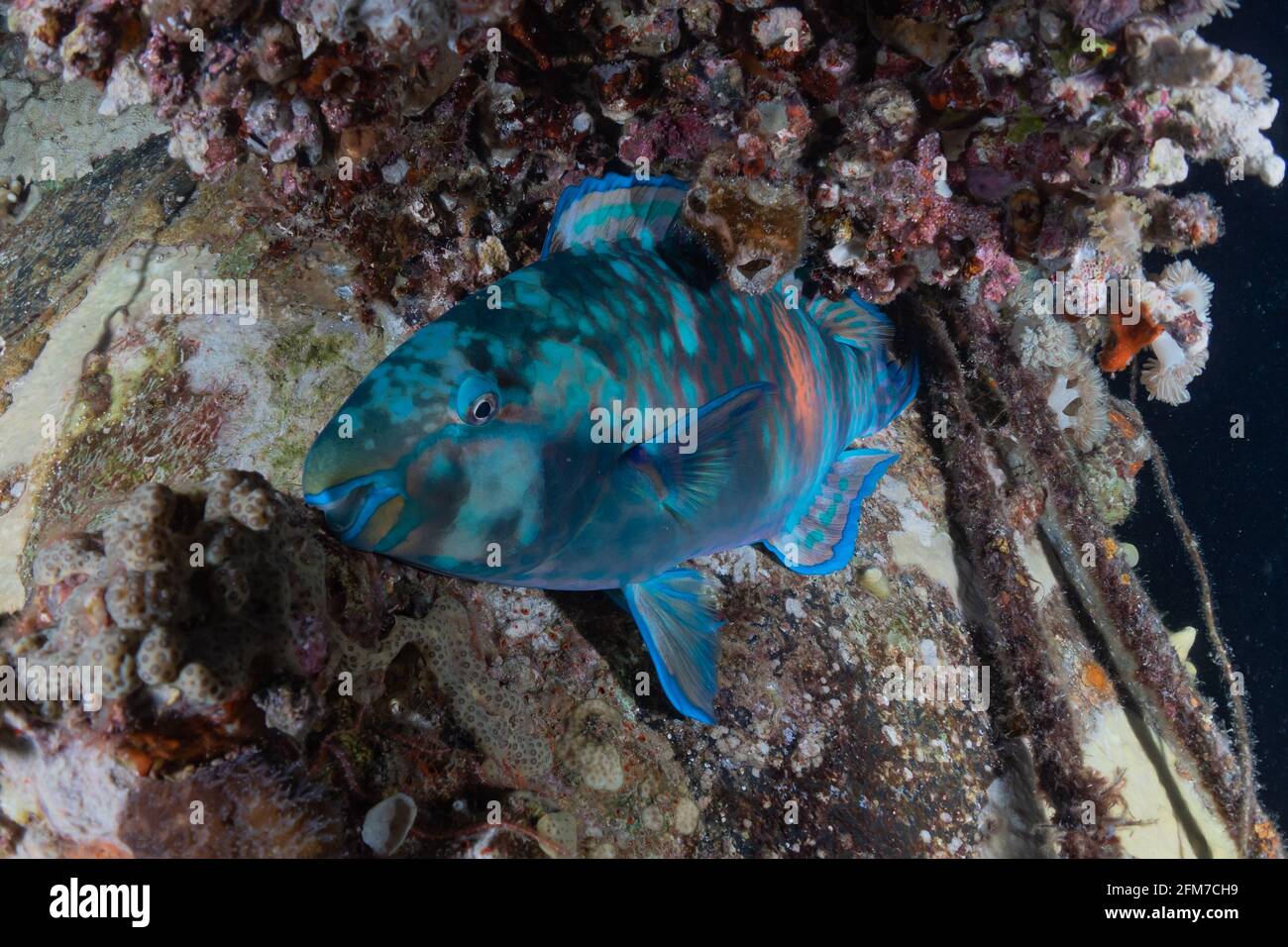 Fish swim in the Red Sea, colorful fish, Eilat Israel Stock Photo - Alamy