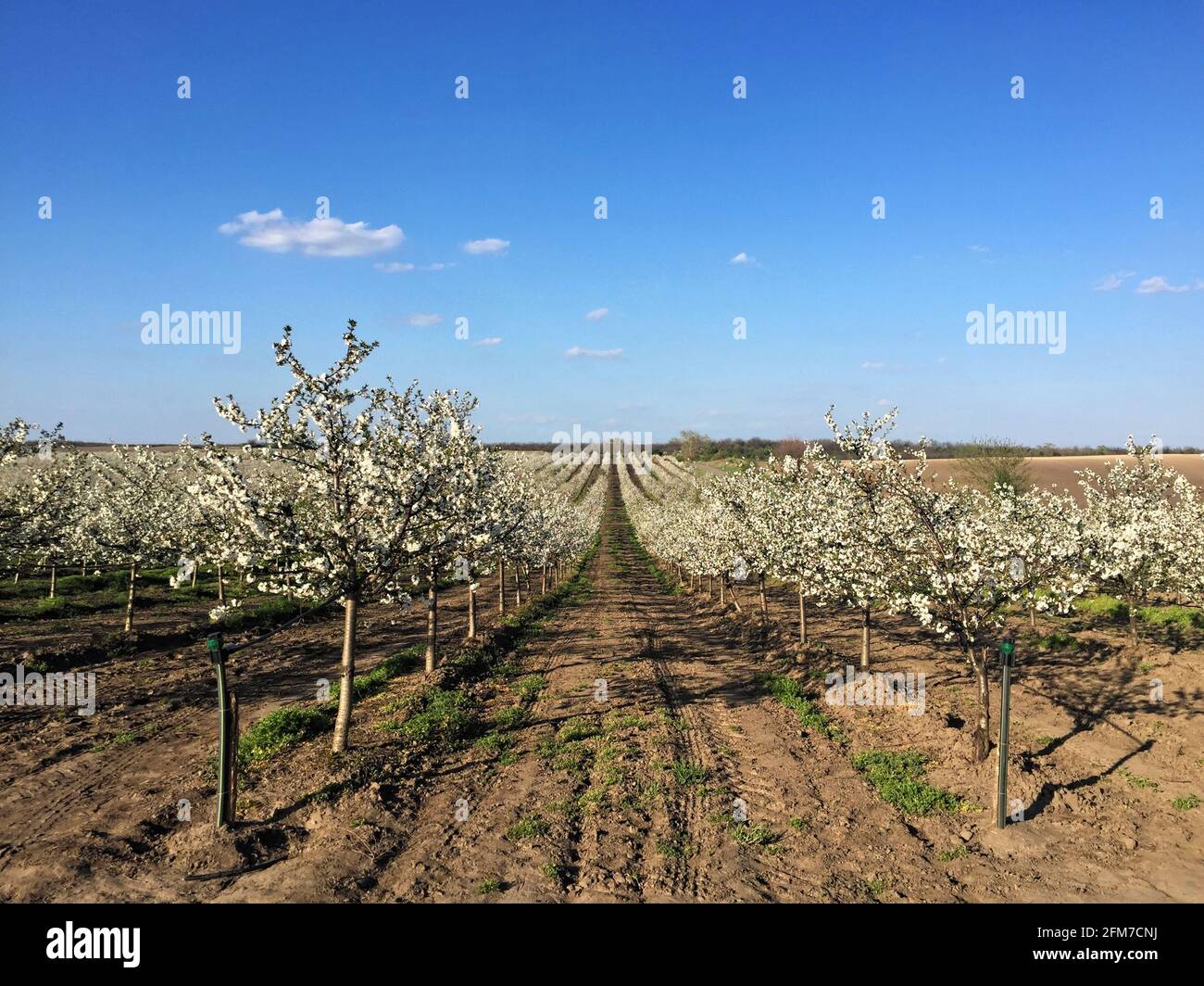 Sour cherry orchard in blossom during spring Stock Photo - Alamy