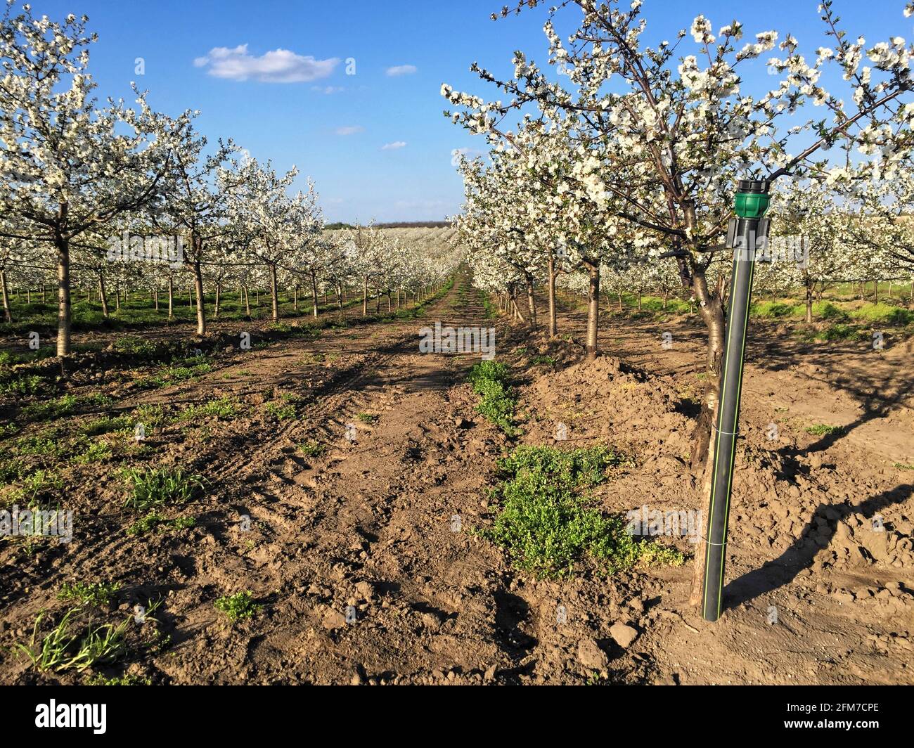 Sour cherry orchard in blossom during spring Stock Photo - Alamy
