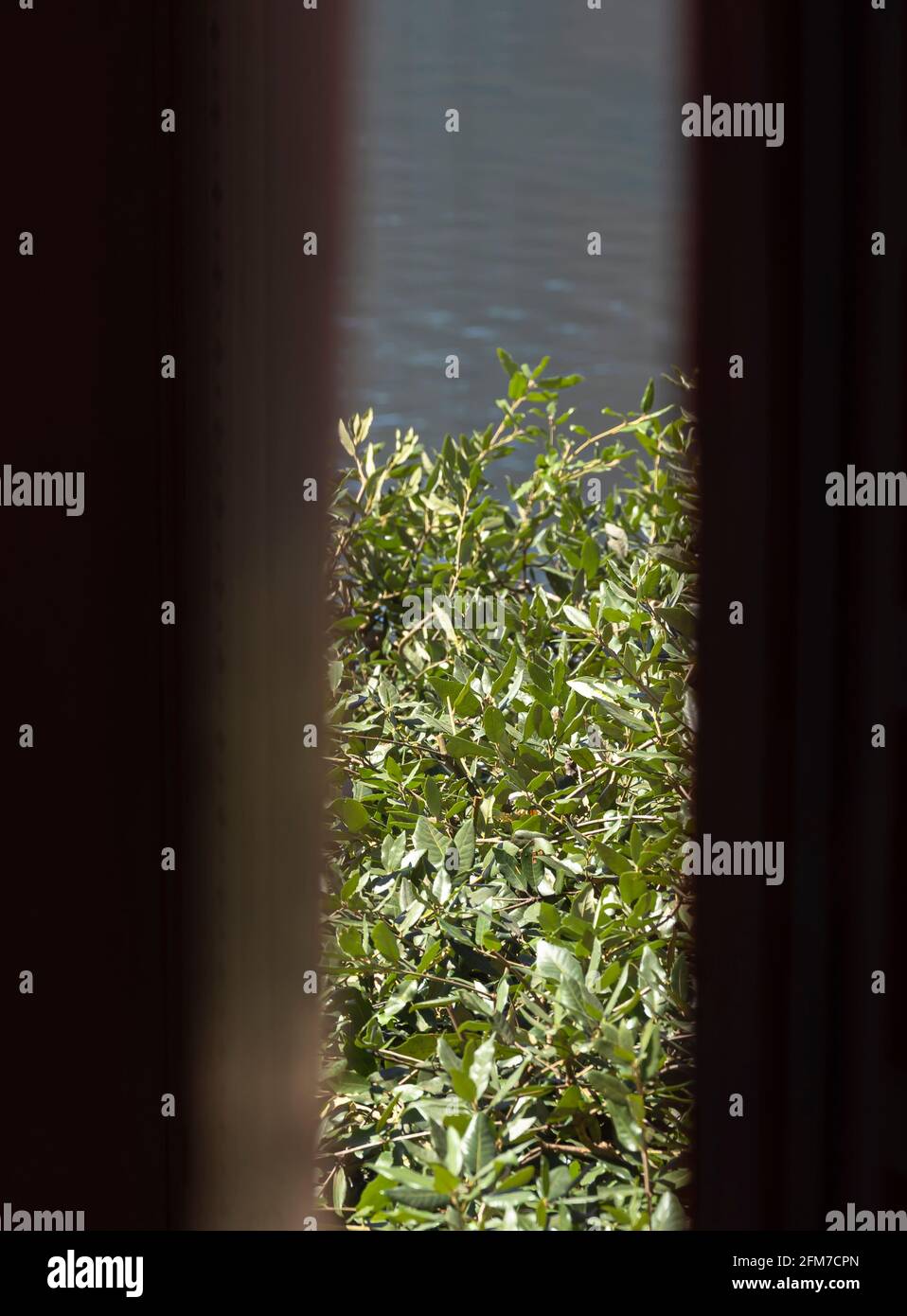 View through the half closed window on the ornamental greenery by the ...