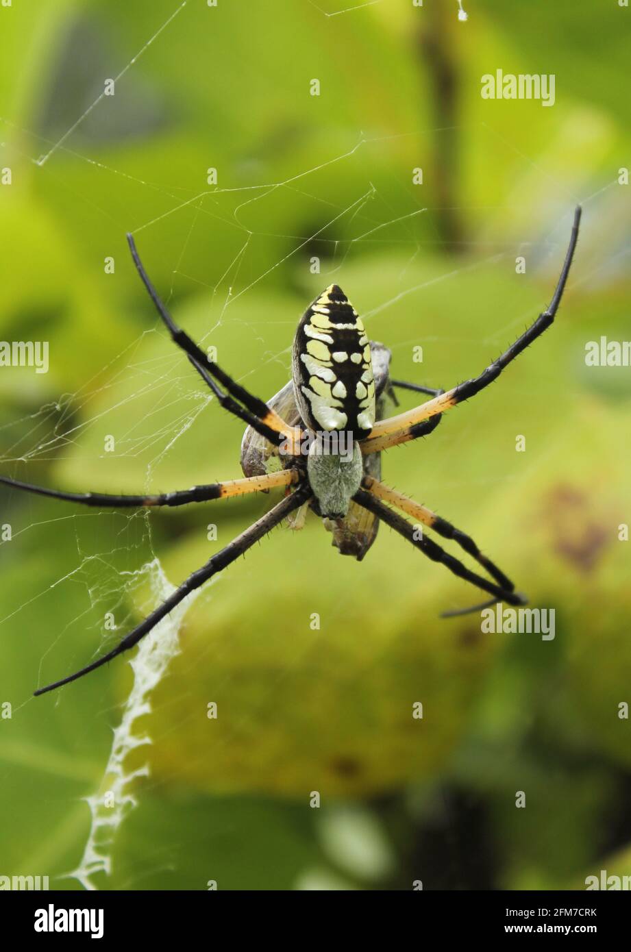 Black and Yellow Garden Spider Argiope aurantia, Eating Prey in Fig ...