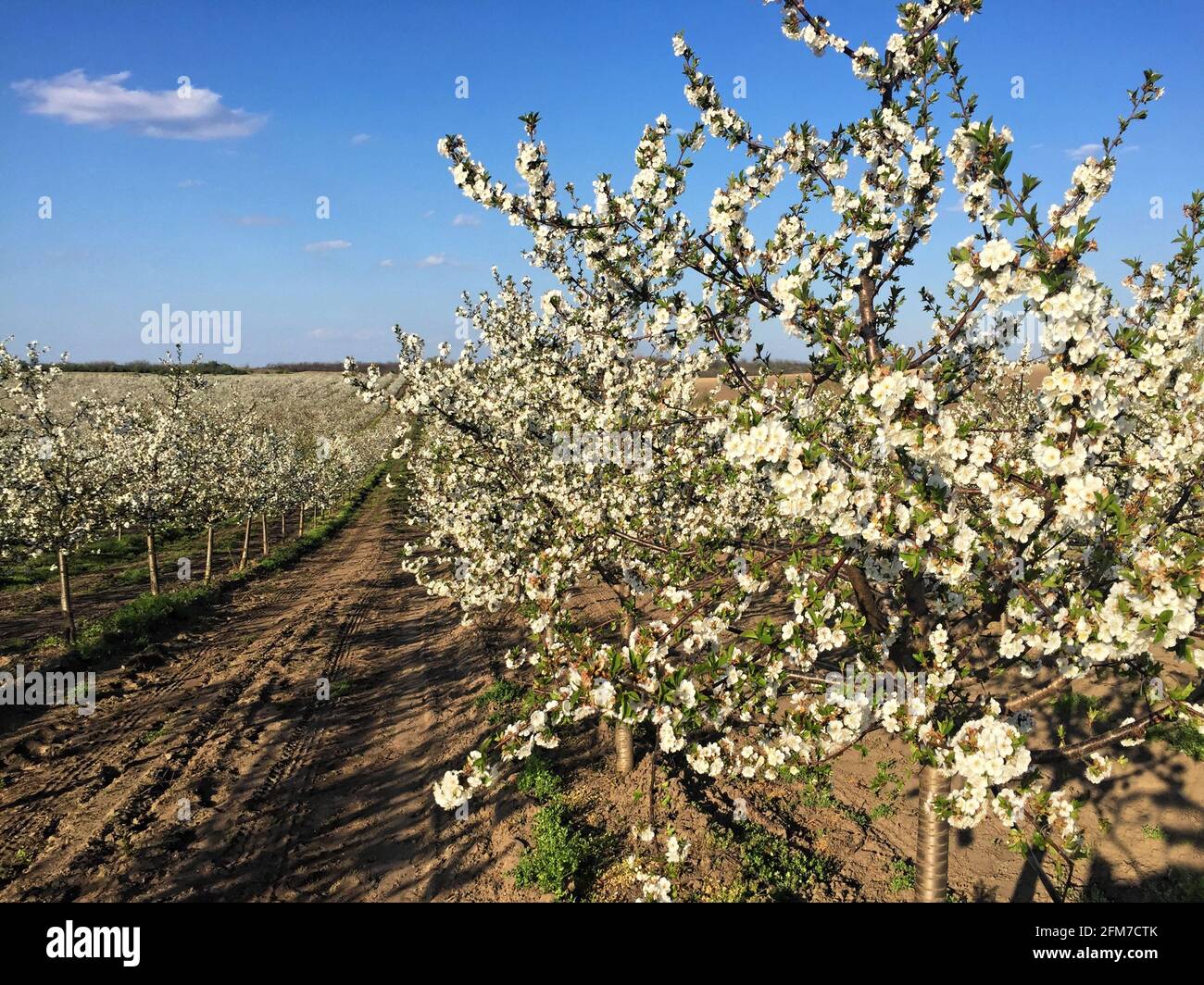 Sour cherry orchard in blossom during spring Stock Photo - Alamy