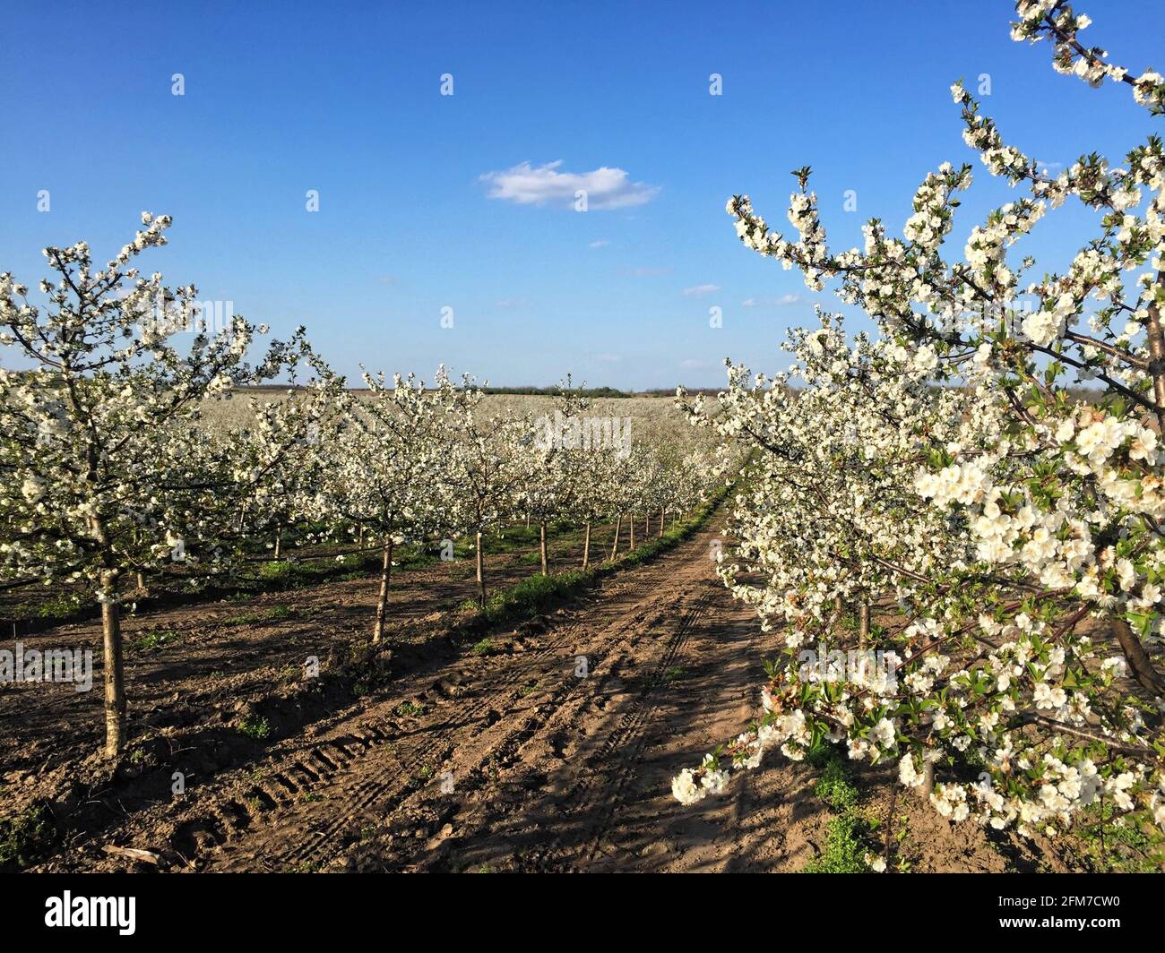 Sour cherry orchard in blossom during spring Stock Photo - Alamy
