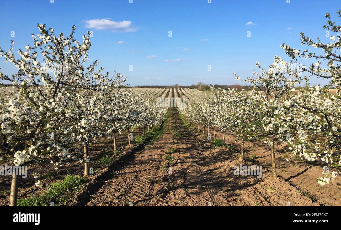 Sour cherry orchard in blossom during spring Stock Photo - Alamy