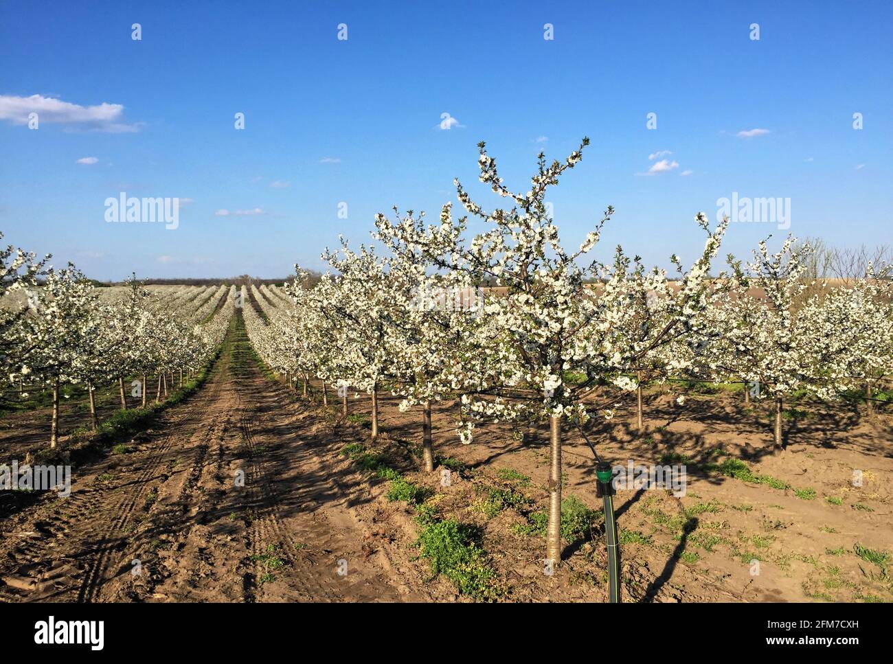 Sour cherry orchard in blossom during spring Stock Photo - Alamy