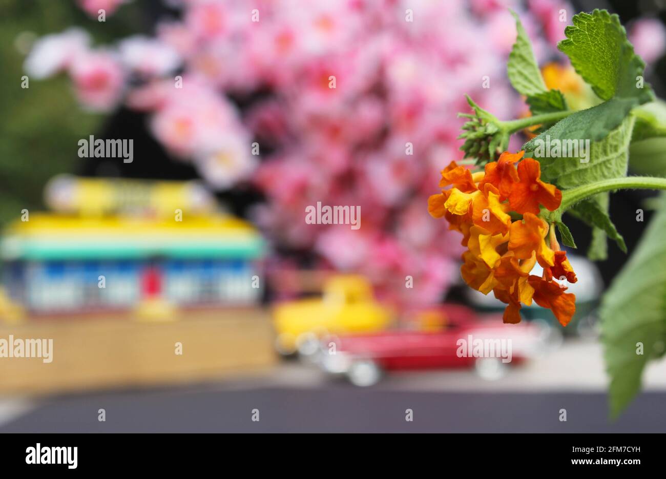 Flowers Closeup with Vintage Diner and Hot Rods in background. Small ...