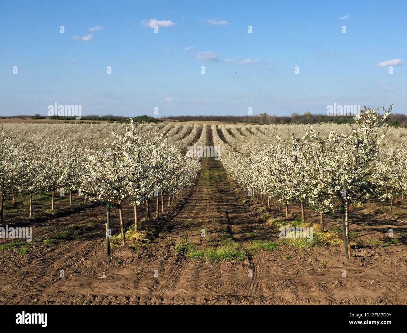 Sour cherry orchard in blossom during spring Stock Photo - Alamy