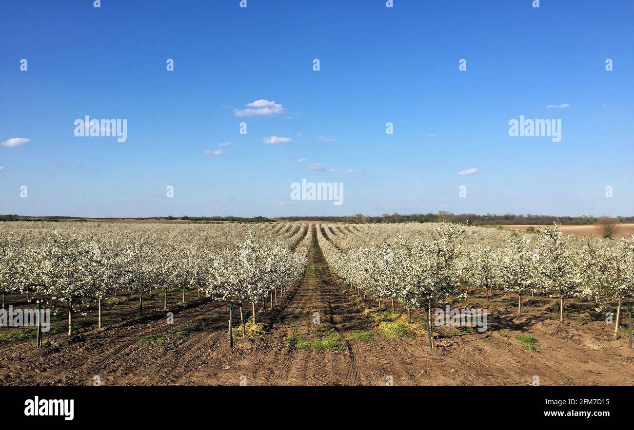 Sour cherry orchard in blossom during spring Stock Photo - Alamy