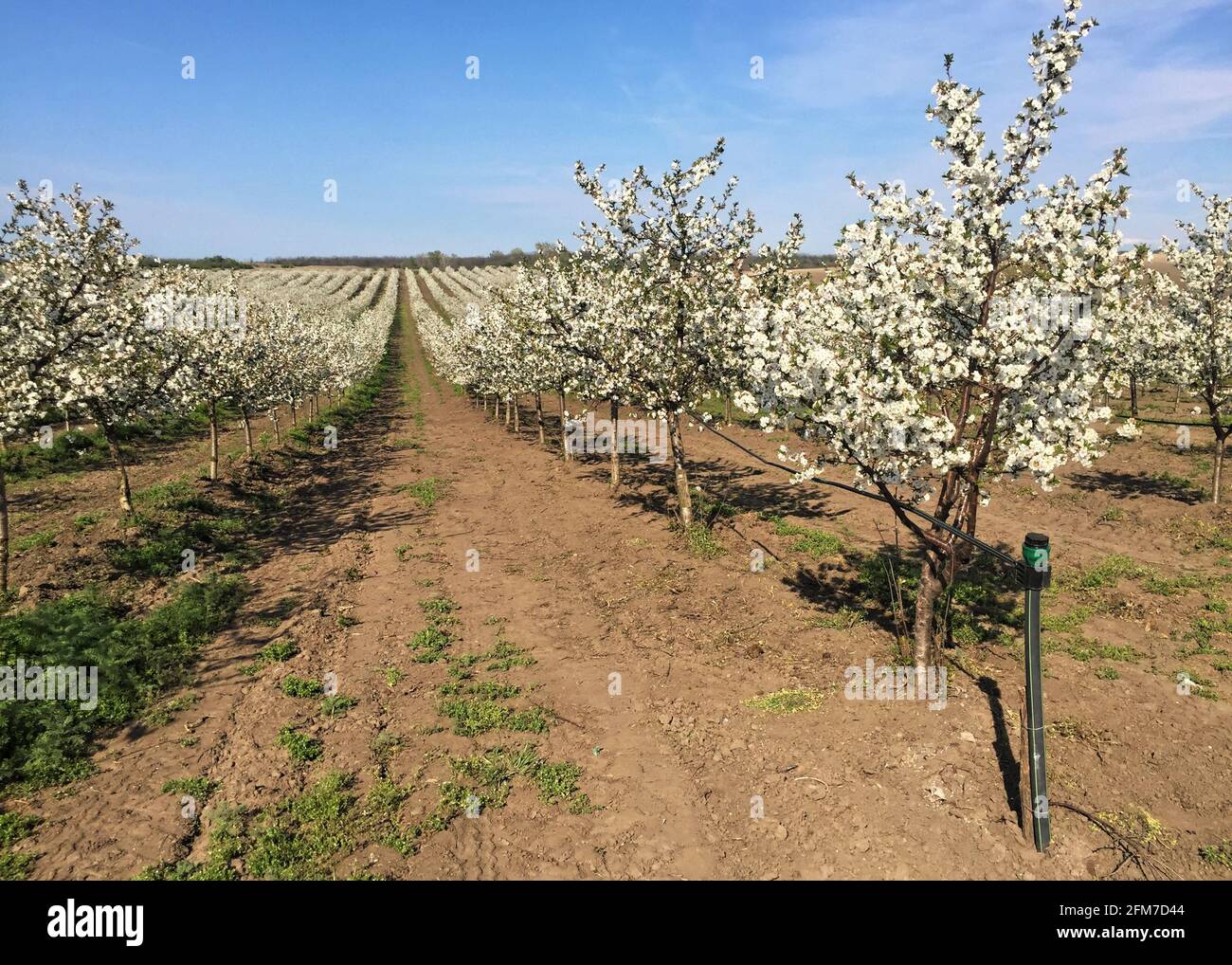 Sour cherry orchard in blossom during spring Stock Photo - Alamy