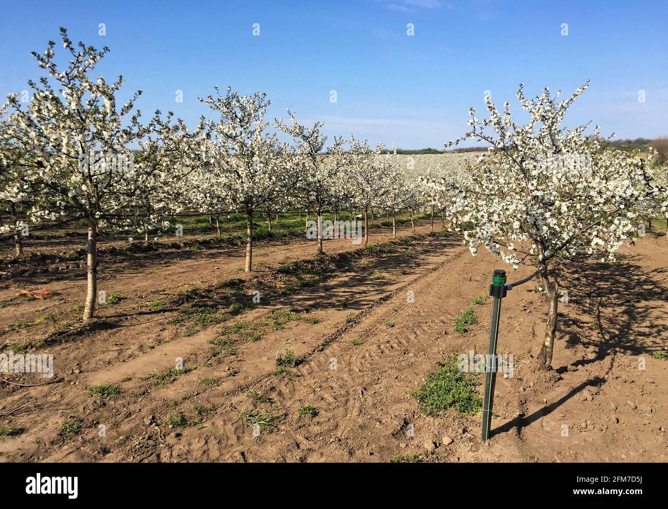 Sour cherry orchard in blossom during spring Stock Photo - Alamy