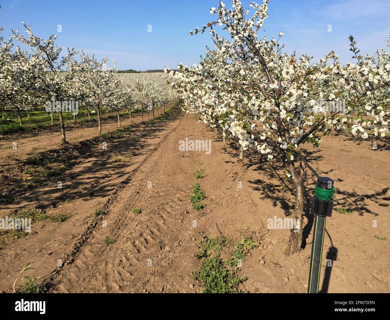Cherry orchard irrigation hi-res stock photography and images - Alamy