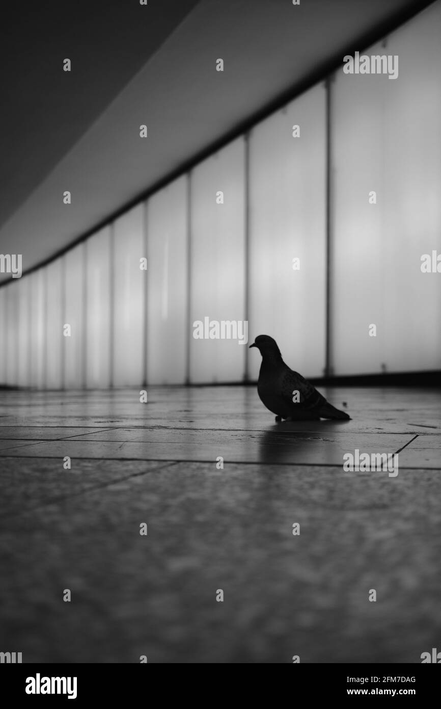 Grayscale shot of a single pigeon in the building Stock Photo - Alamy