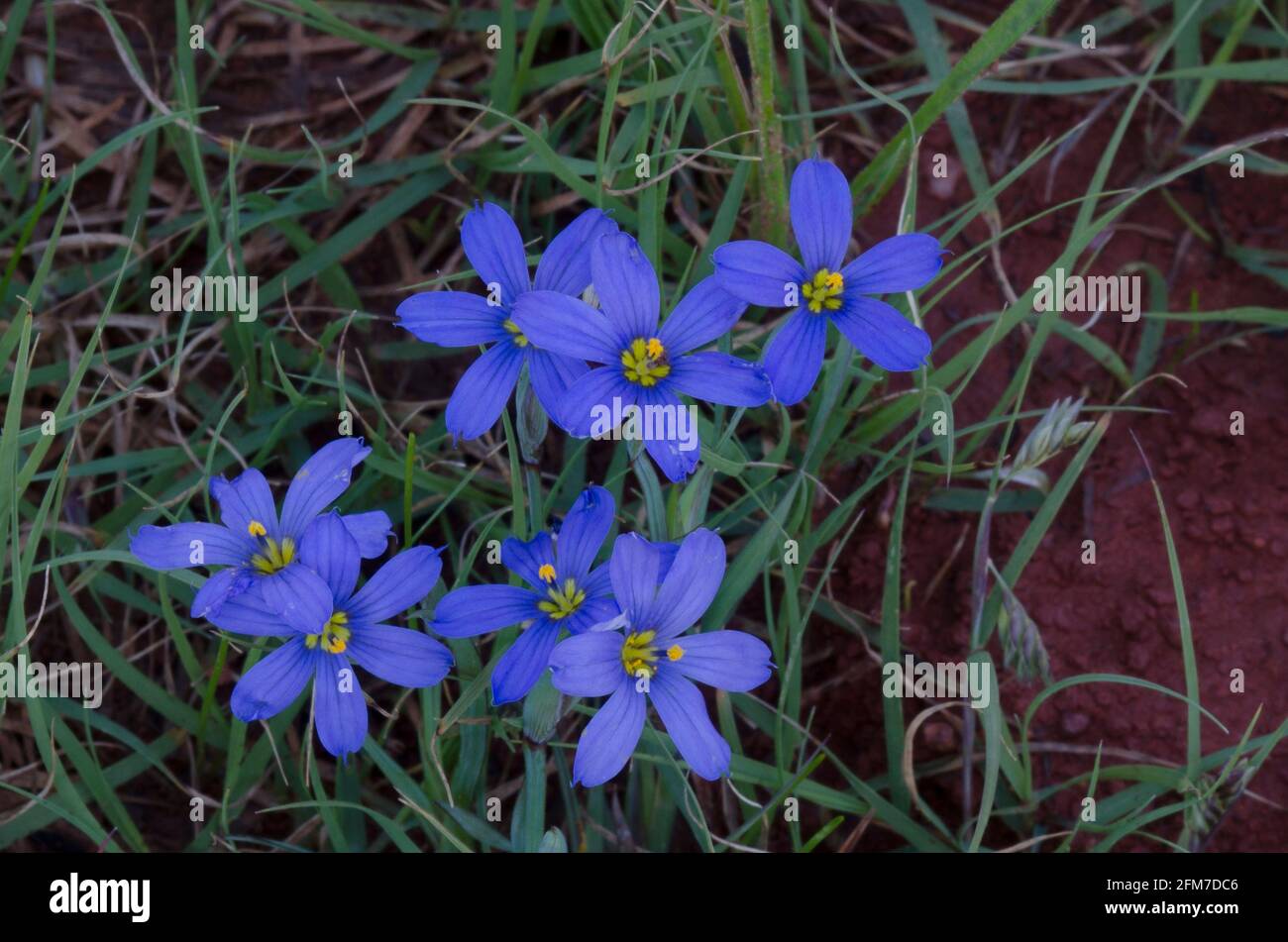 Blue-eyed Grass, Sisyrinchium sp Stock Photo - Alamy