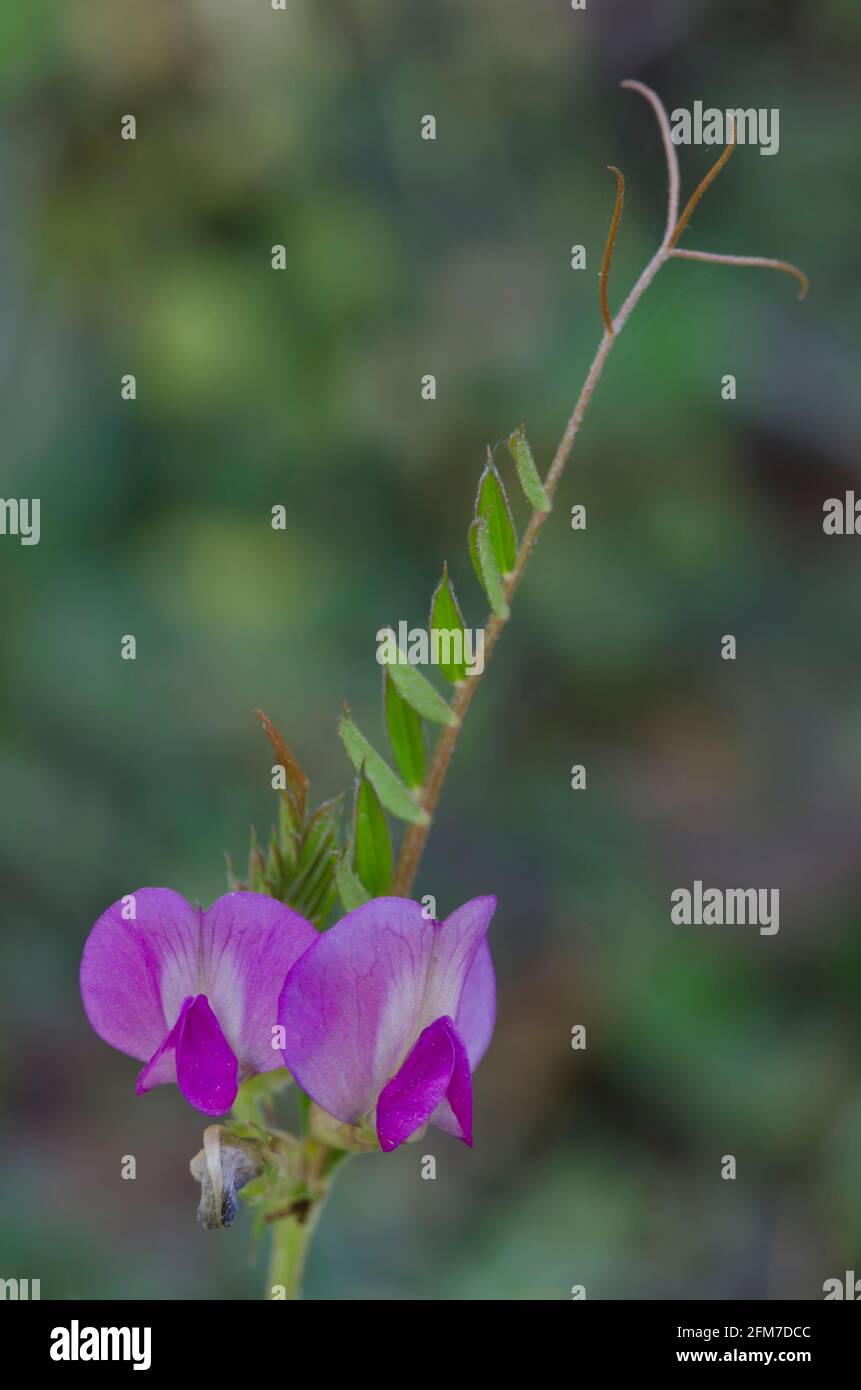 Golden tare hi-res stock photography and images - Alamy