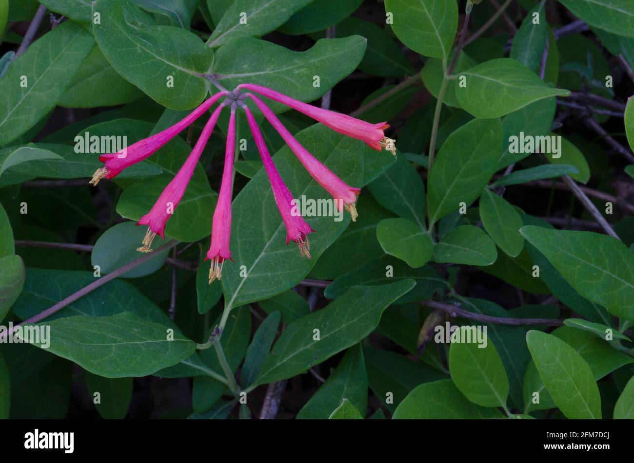 Honeysuckle vine hi-res stock photography and images - Alamy