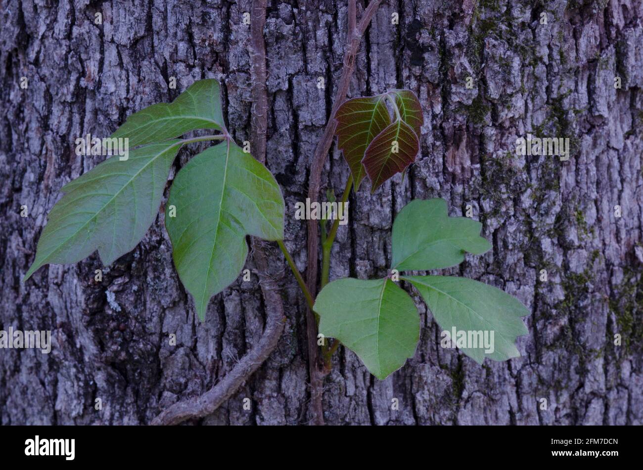 Poison ivy vine hi-res stock photography and images - Alamy