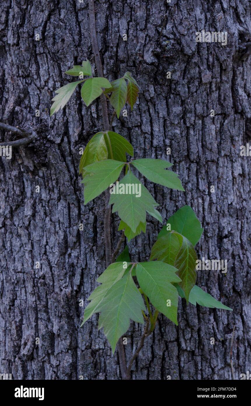 Poison ivy vine hi-res stock photography and images - Alamy