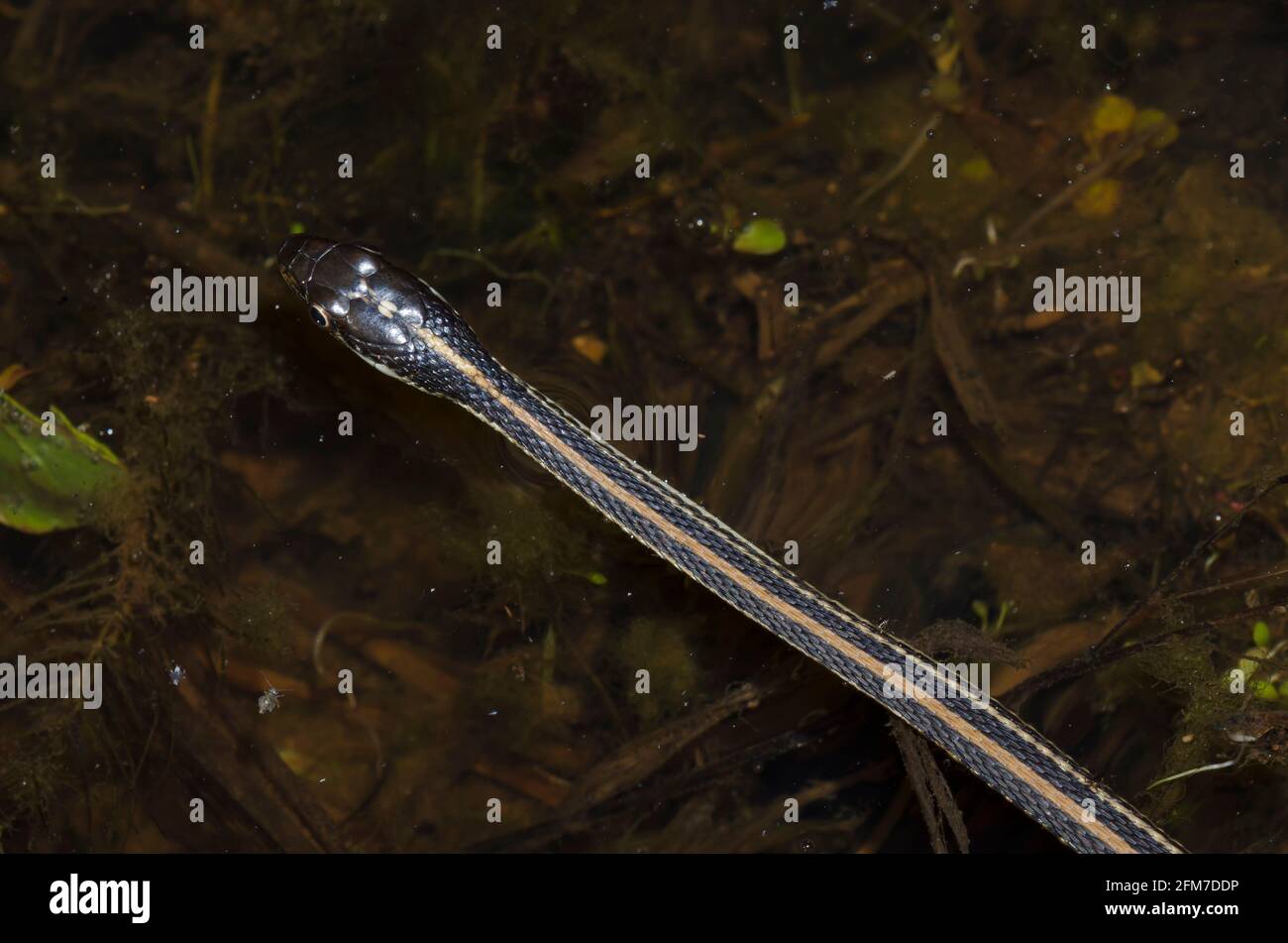 Orange-striped Ribbonsnake, Thamnophis proximus, on water's surface ...