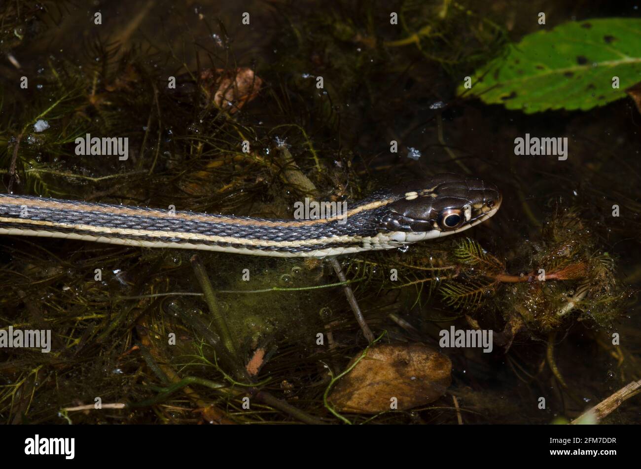 Orange-striped Ribbonsnake, Thamnophis proximus, on water's surface ...