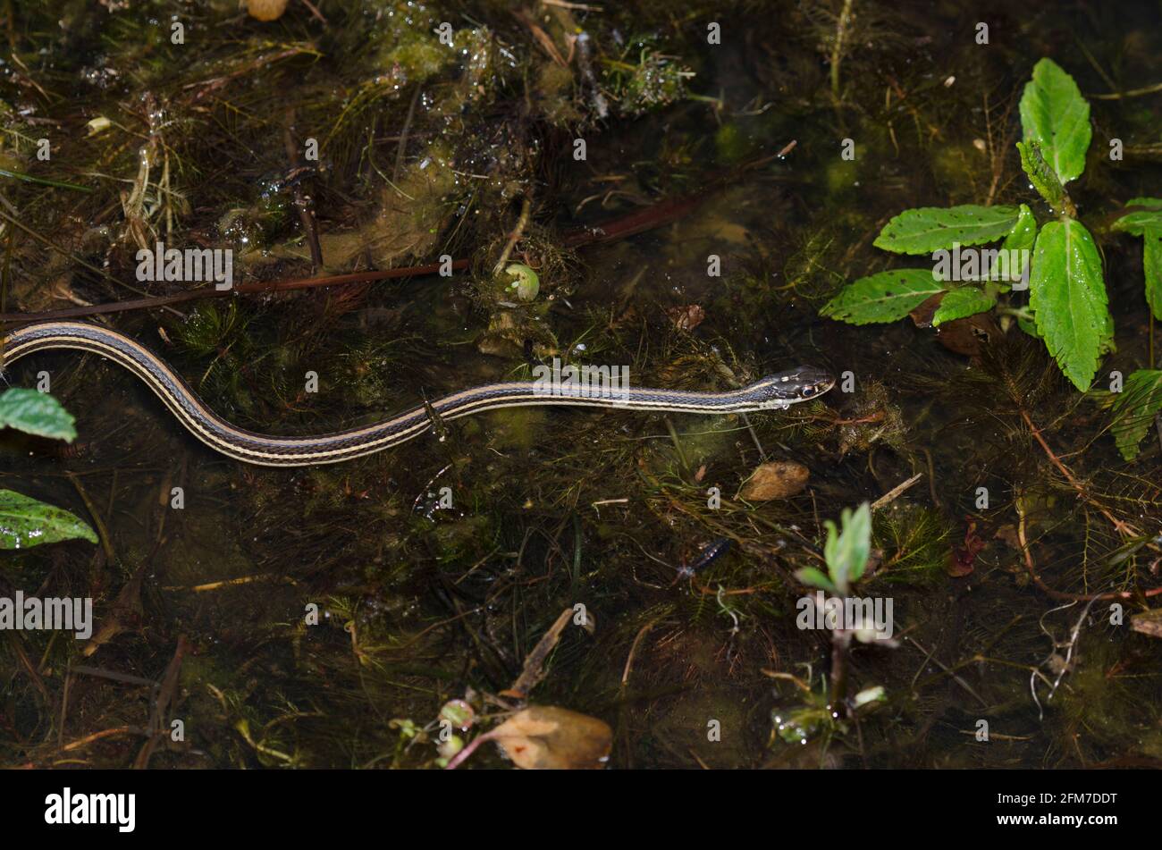 Ribbonsnake High Resolution Stock Photography and Images - Alamy