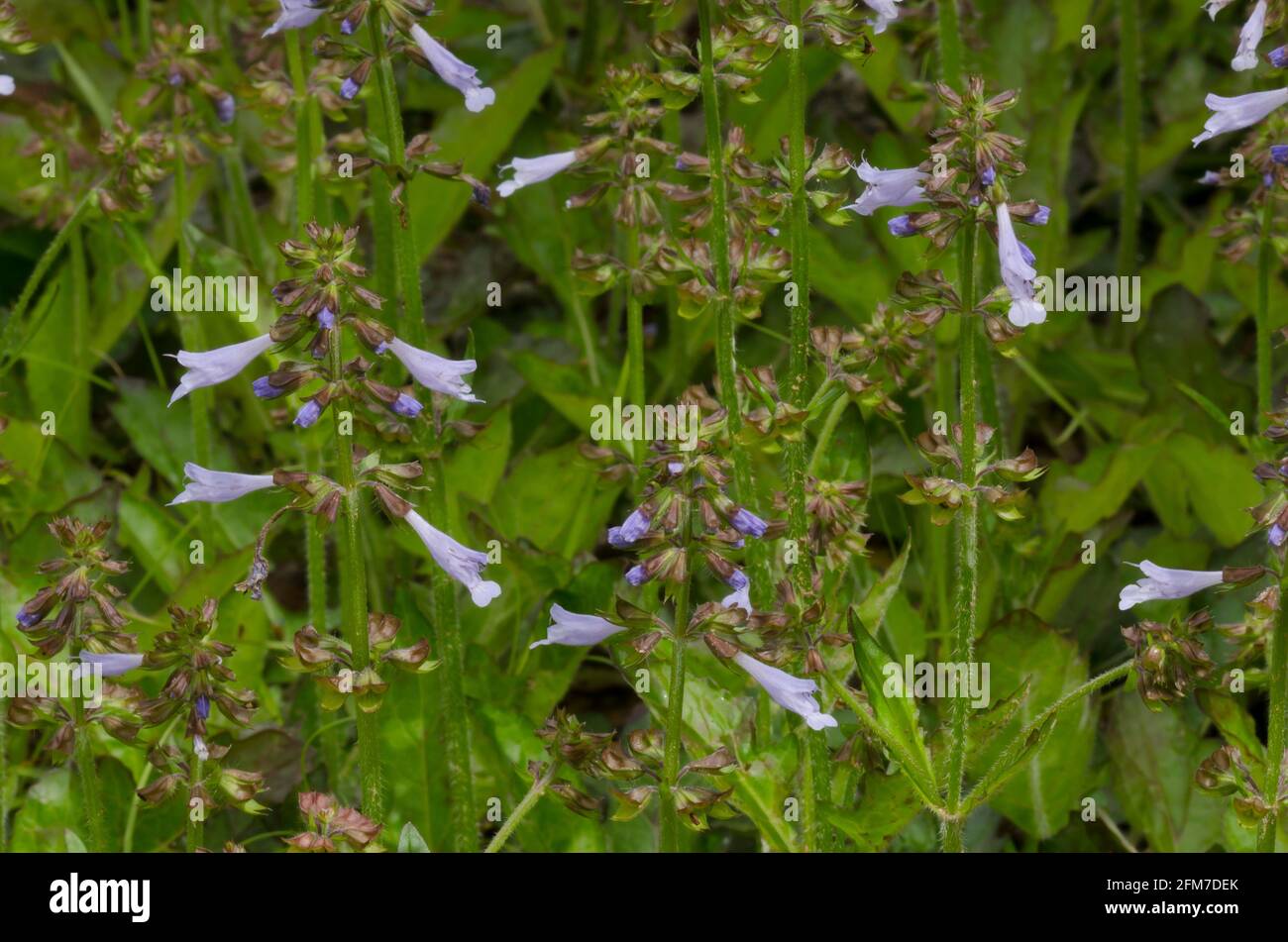 Lyre leaf sage hi-res stock photography and images - Alamy