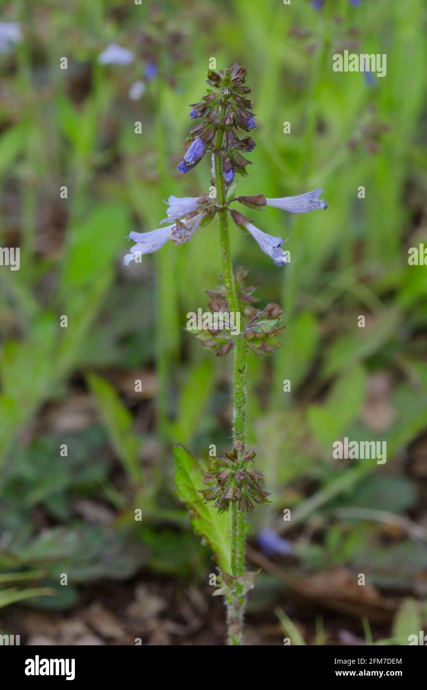 Lyre leaf sage hi-res stock photography and images - Alamy