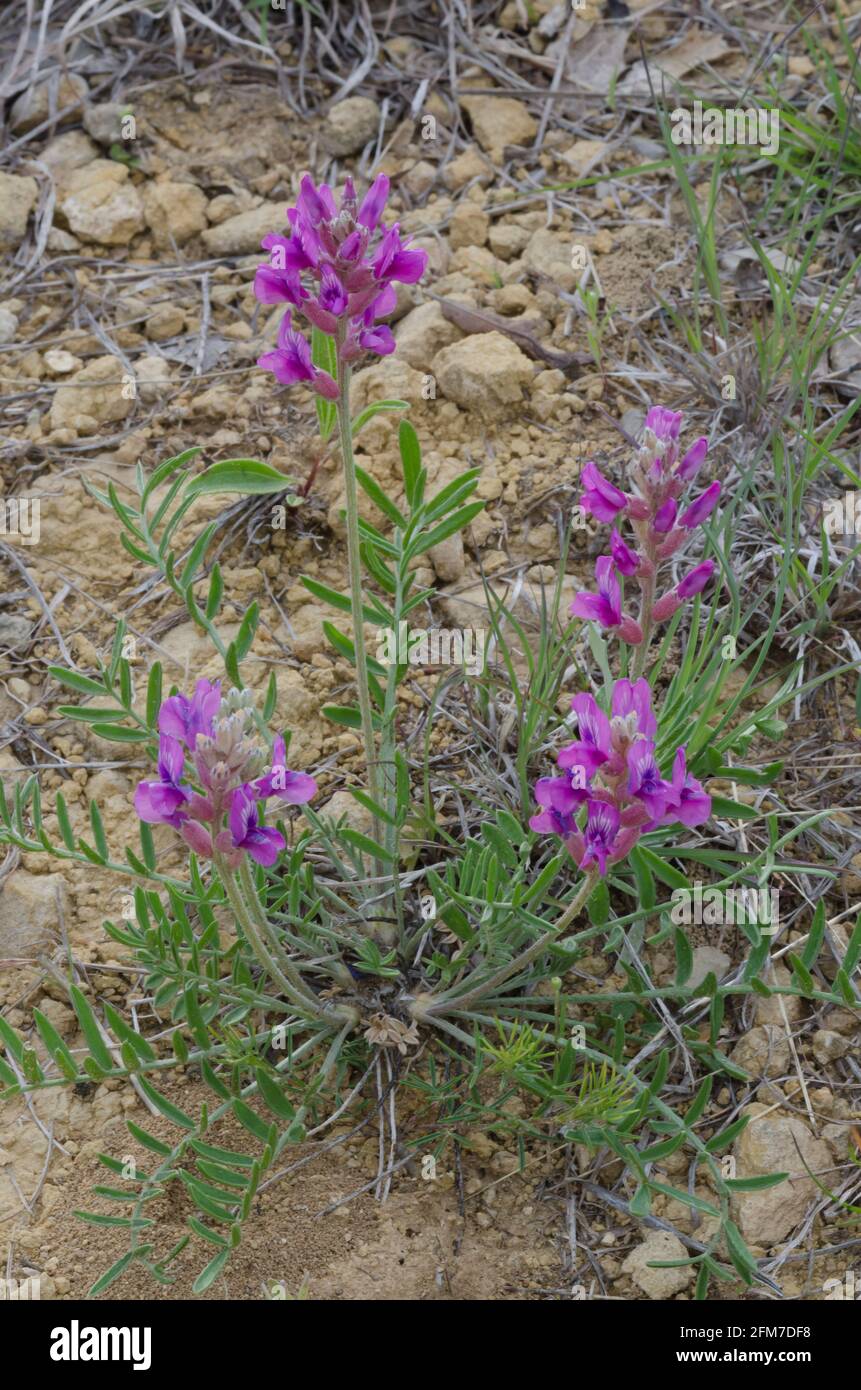 Whitepoint locoweed hi-res stock photography and images - Alamy