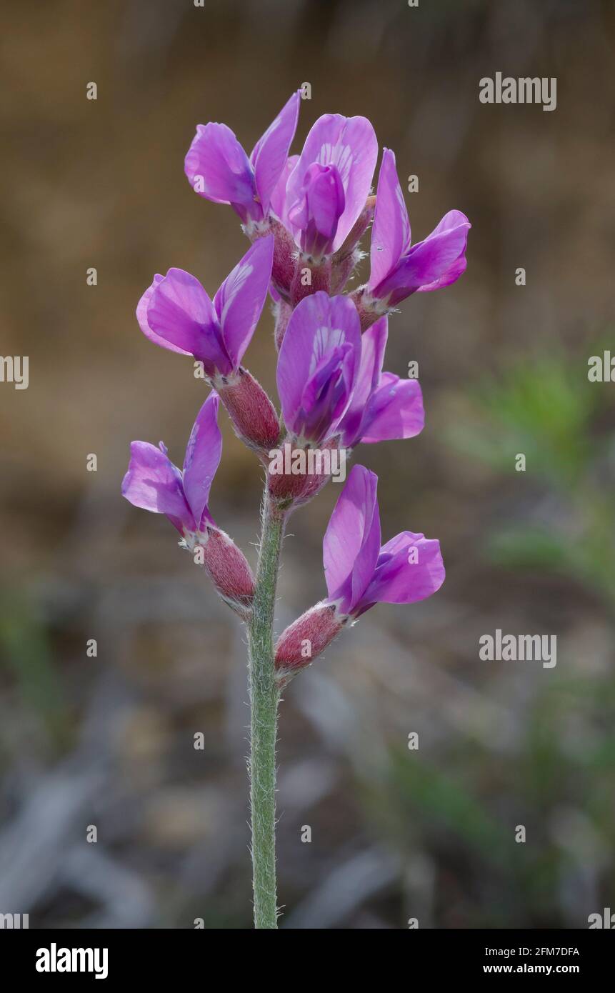 Purple Locoweed, Oxytropis lambertii Stock Photo - Alamy