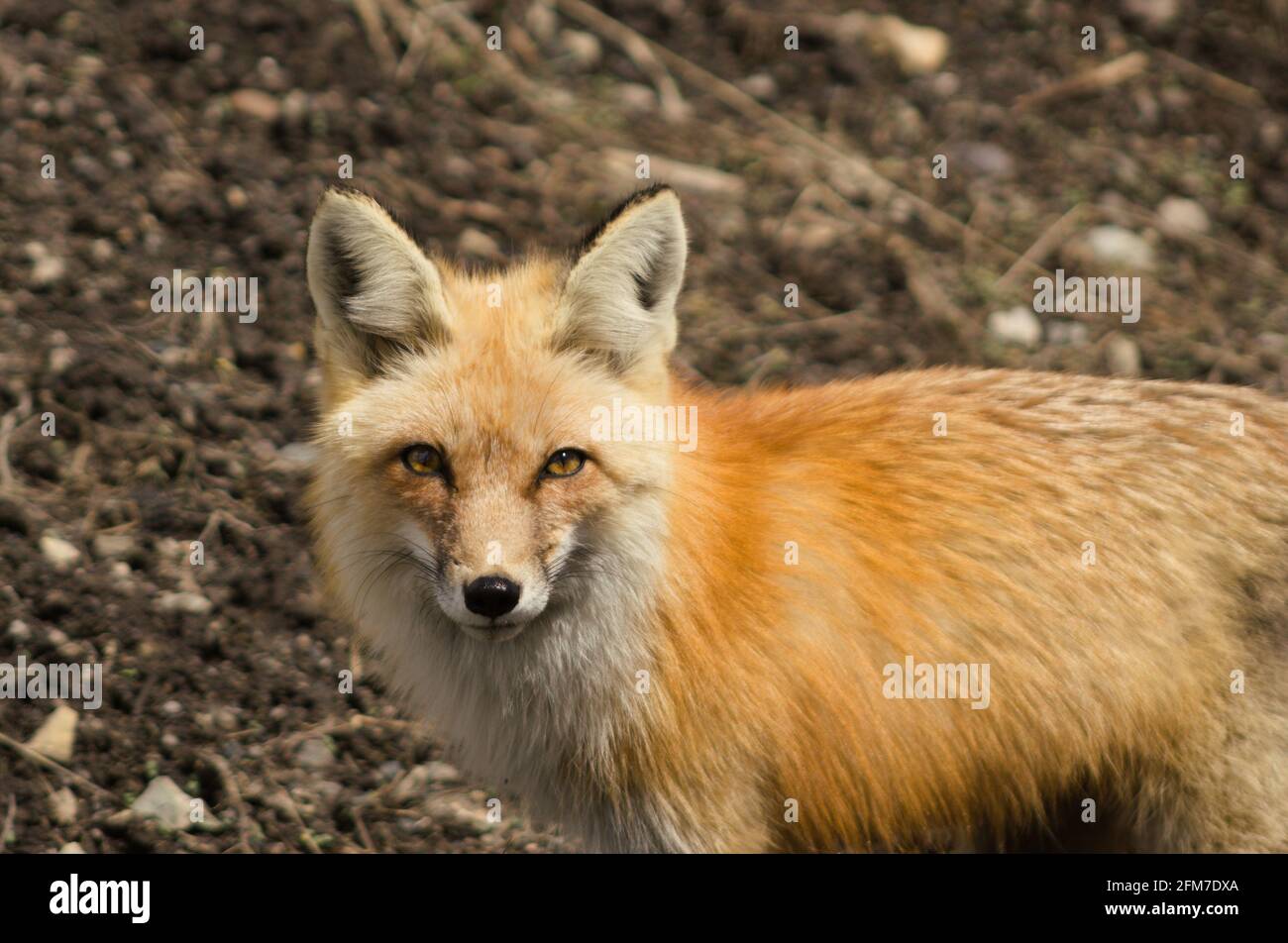 Red fox common wildlife hi-res stock photography and images - Alamy