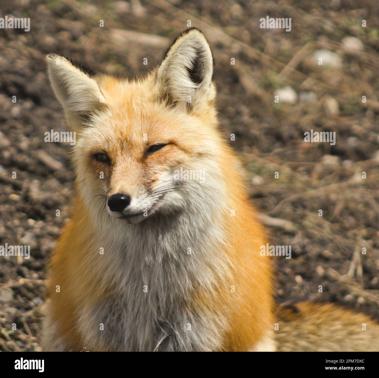 Nice fox hi-res stock photography and images - Alamy