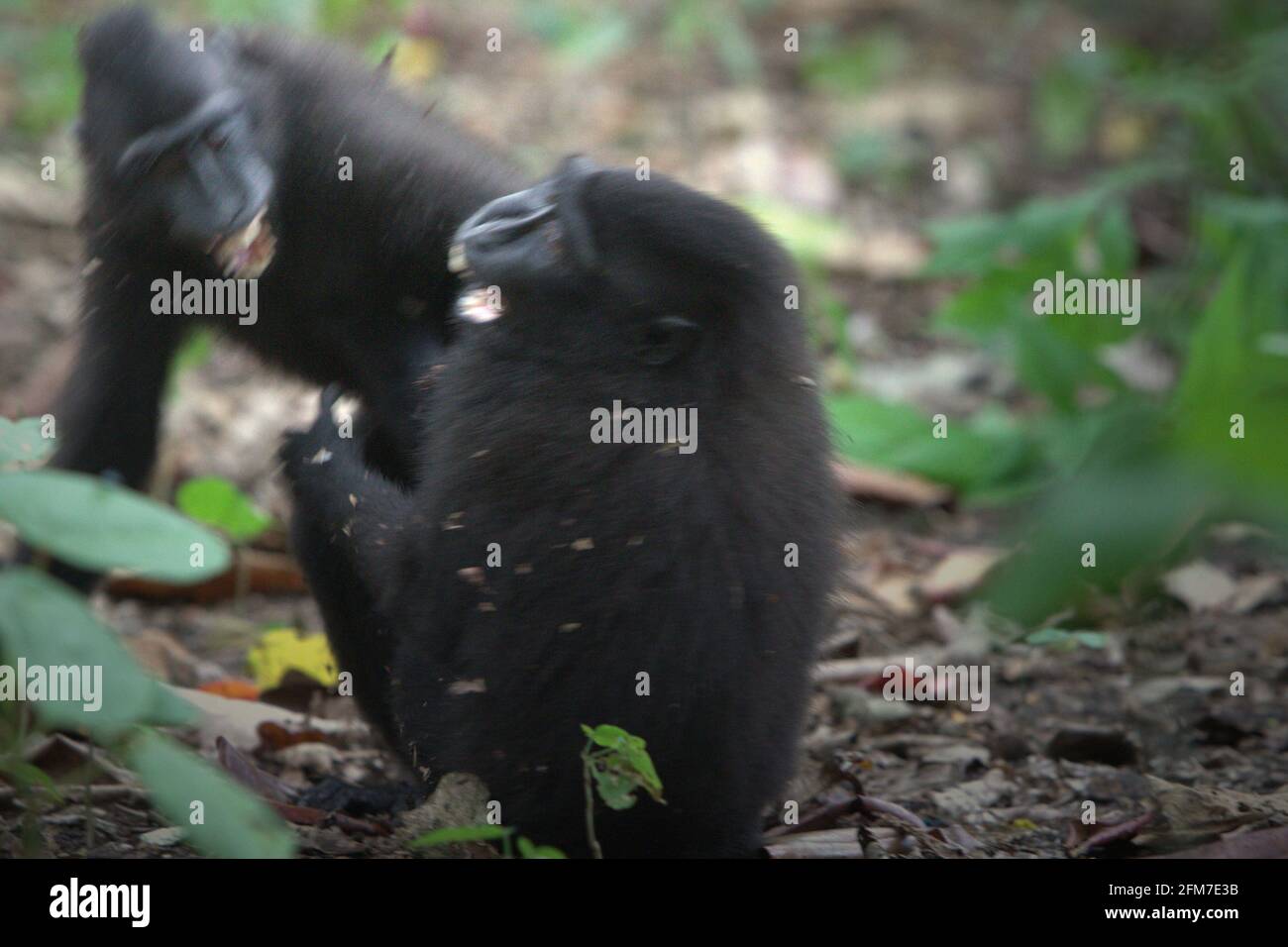 Monkey behaviour science hi-res stock photography and images - Alamy