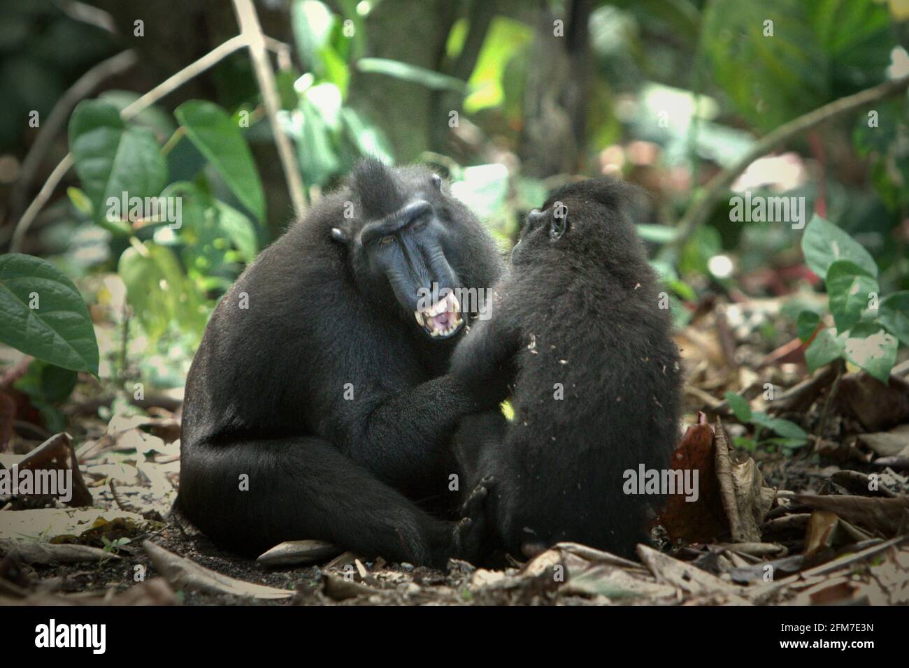 Monkey aggressive behavior hi-res stock photography and images - Alamy
