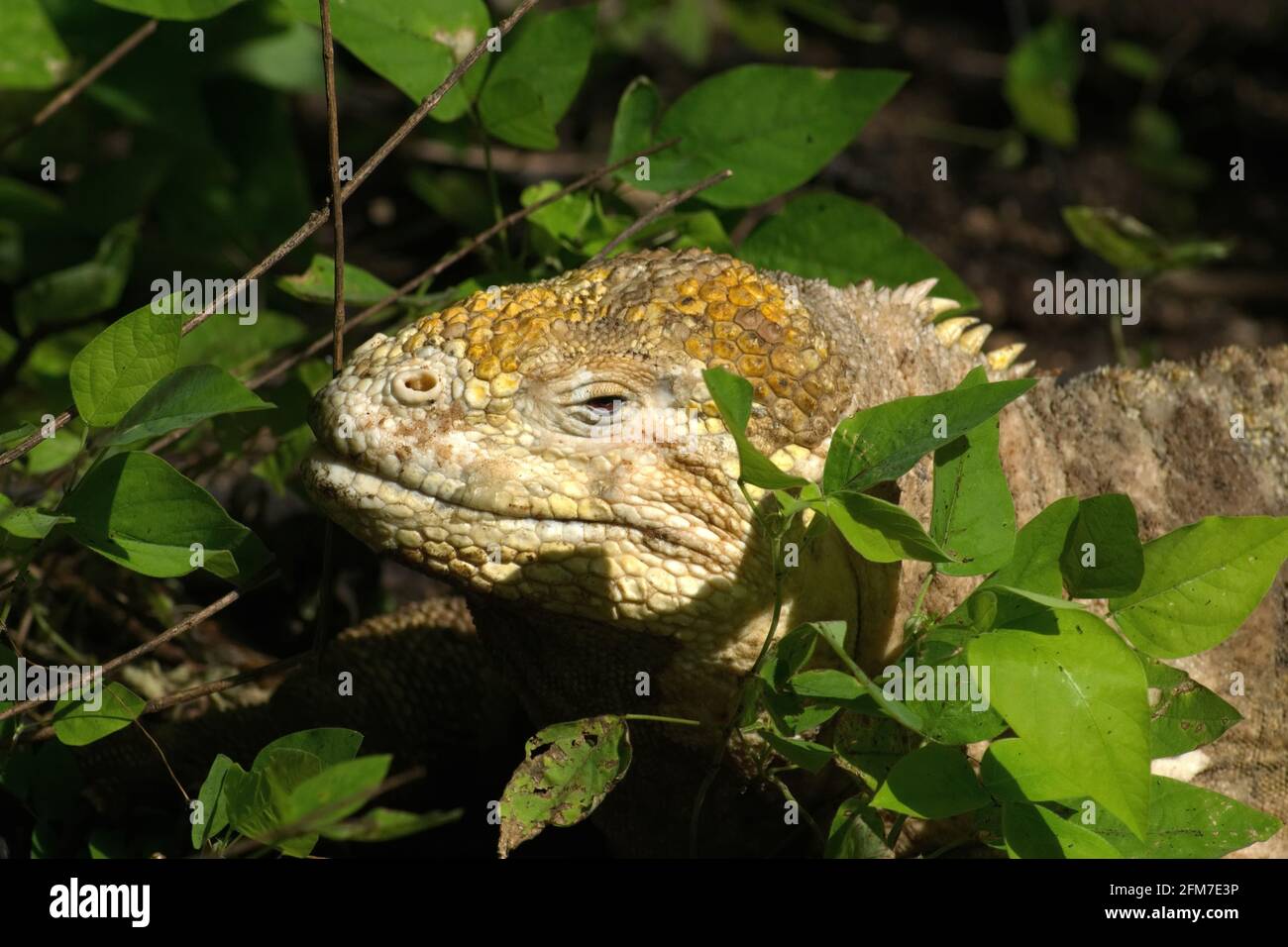 Land iguana at Urbina Bay, Isabela Island, Galapagos, Ecuador Stock ...