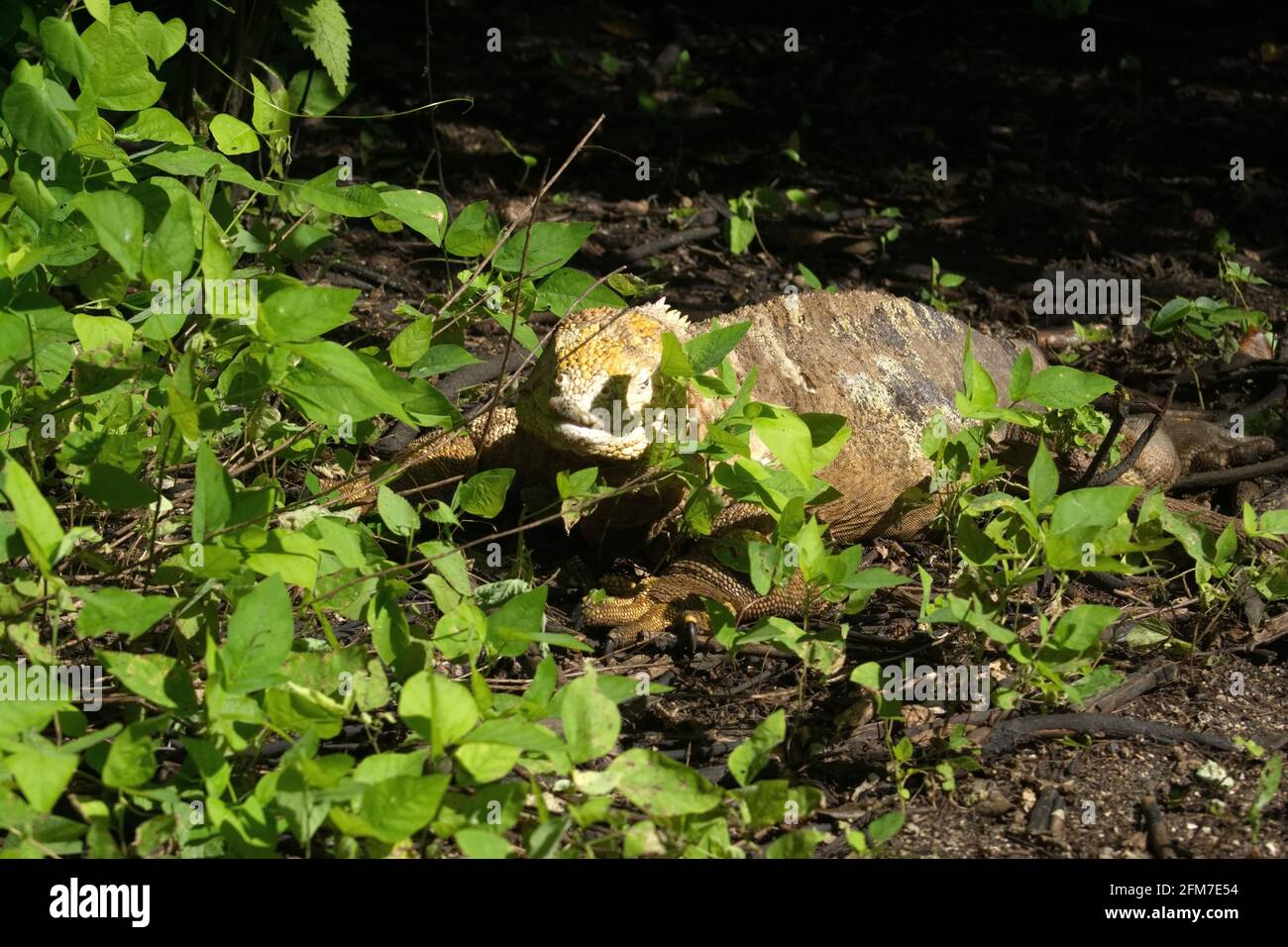 Land iguana at Urbina Bay, Isabela Island, Galapagos, Ecuador Stock ...