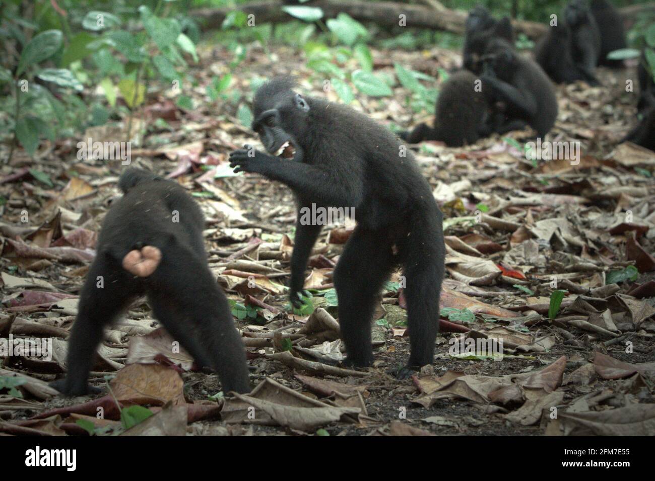 Crested macaque group behavior hi-res stock photography and images - Alamy