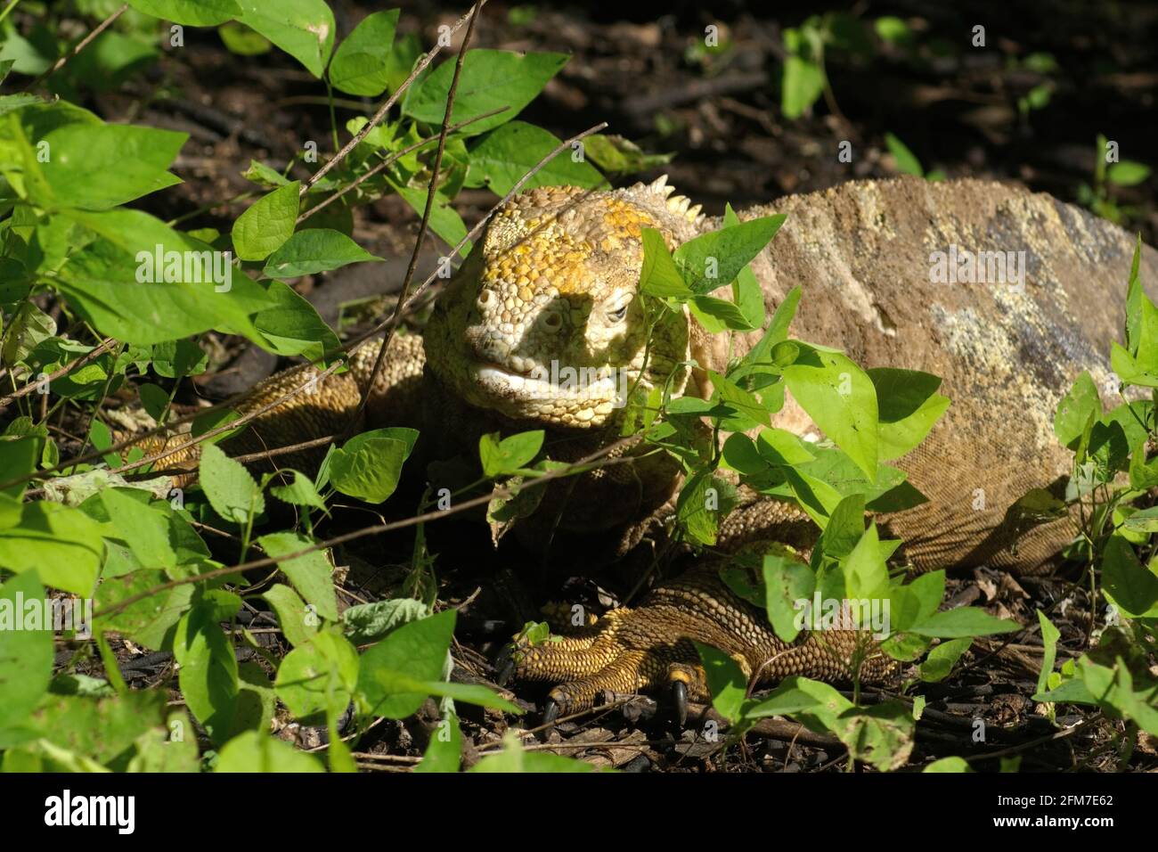 Land iguana at Urbina Bay, Isabela Island, Galapagos, Ecuador Stock ...