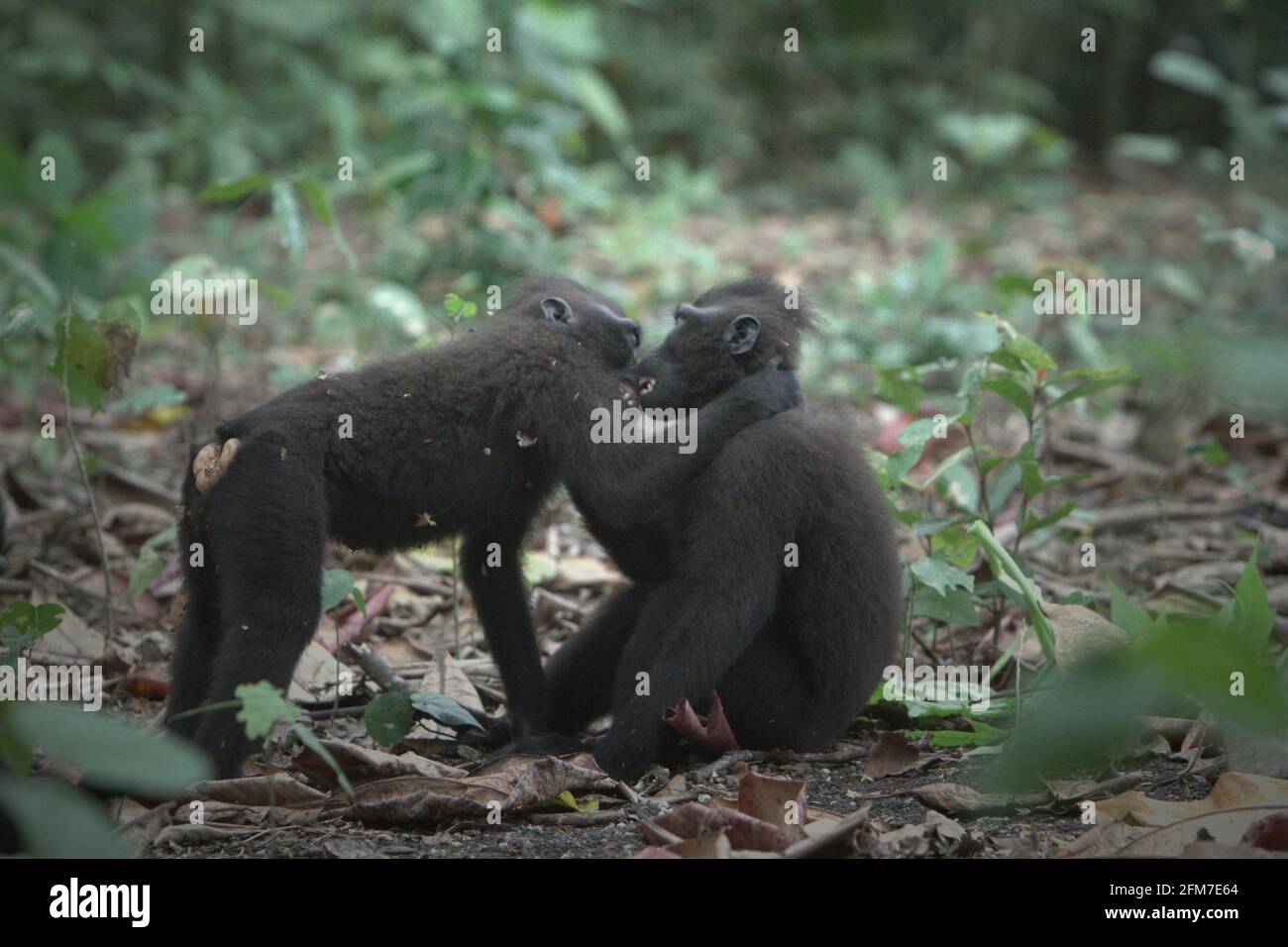 Social species hi-res stock photography and images - Alamy